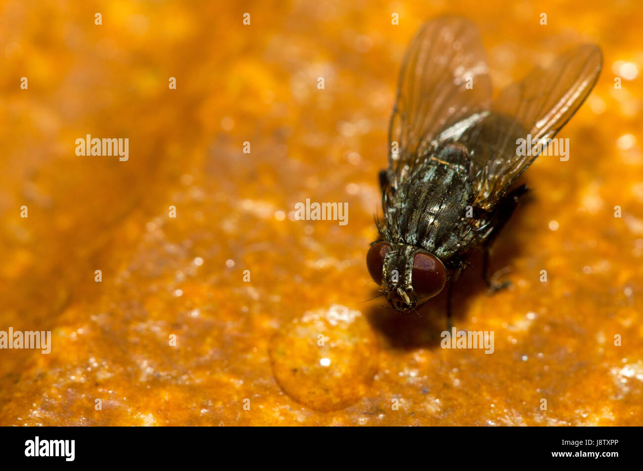 drink, drinking, bibs, flow, flies, animal, insect, small, tiny, little ...