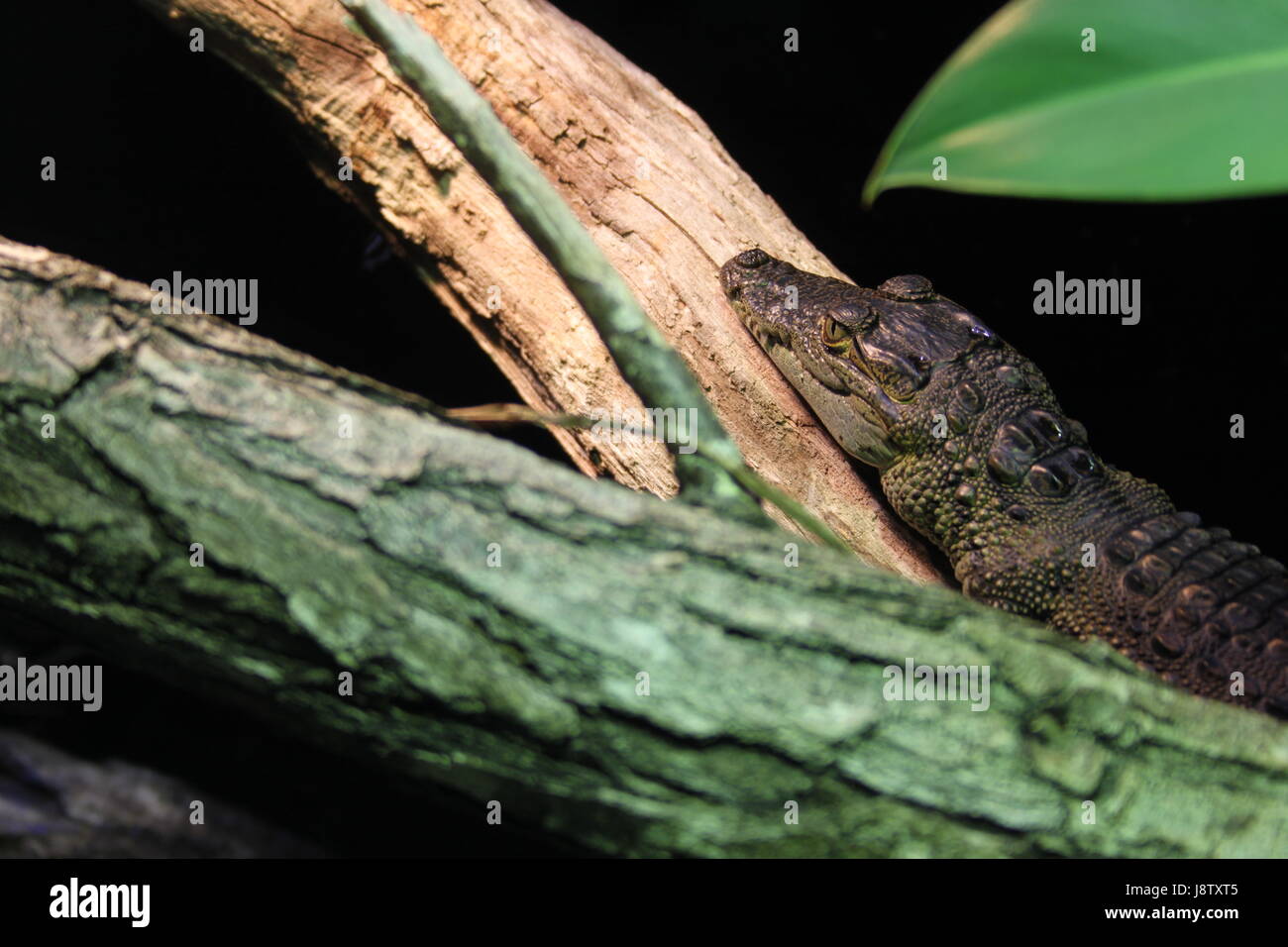 wait, waiting, danger, closeup, reptile, teeth, crocodile, meditate ...