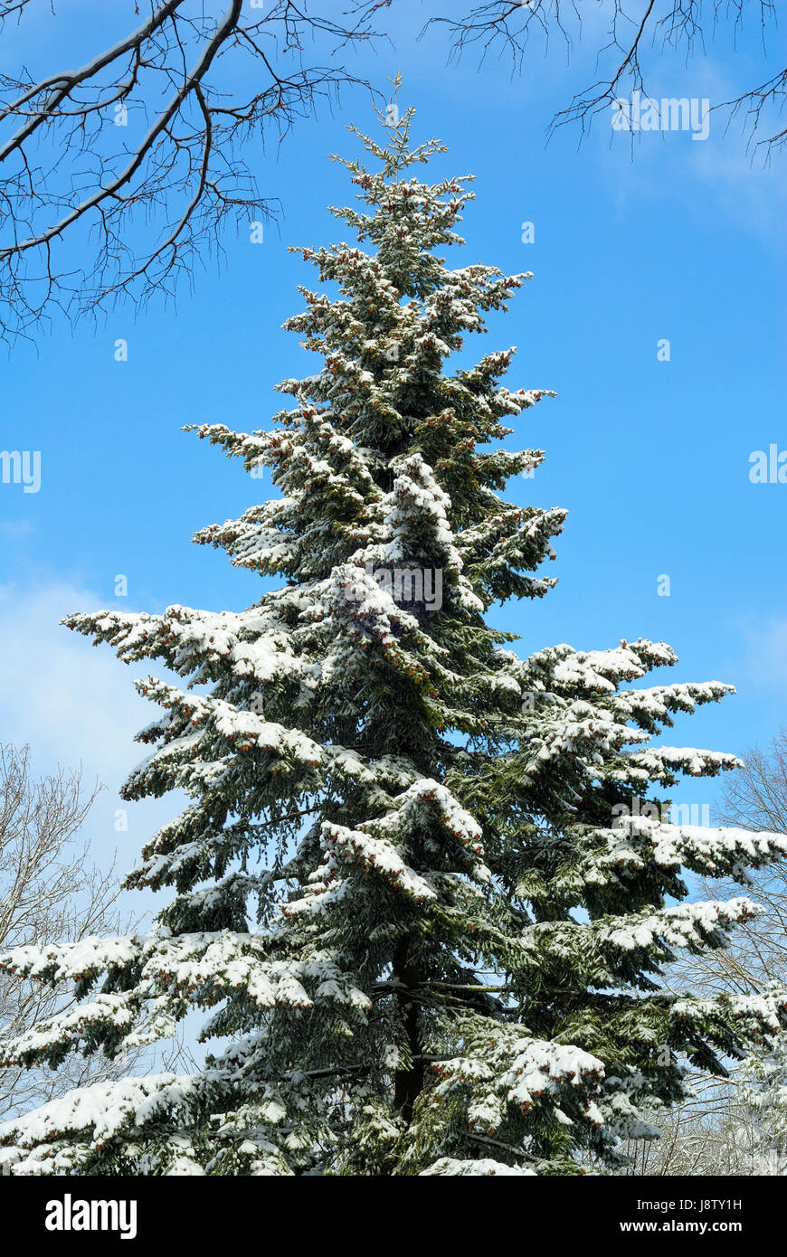 snowy large conifer against beautiful blue sky Stock Photo - Alamy