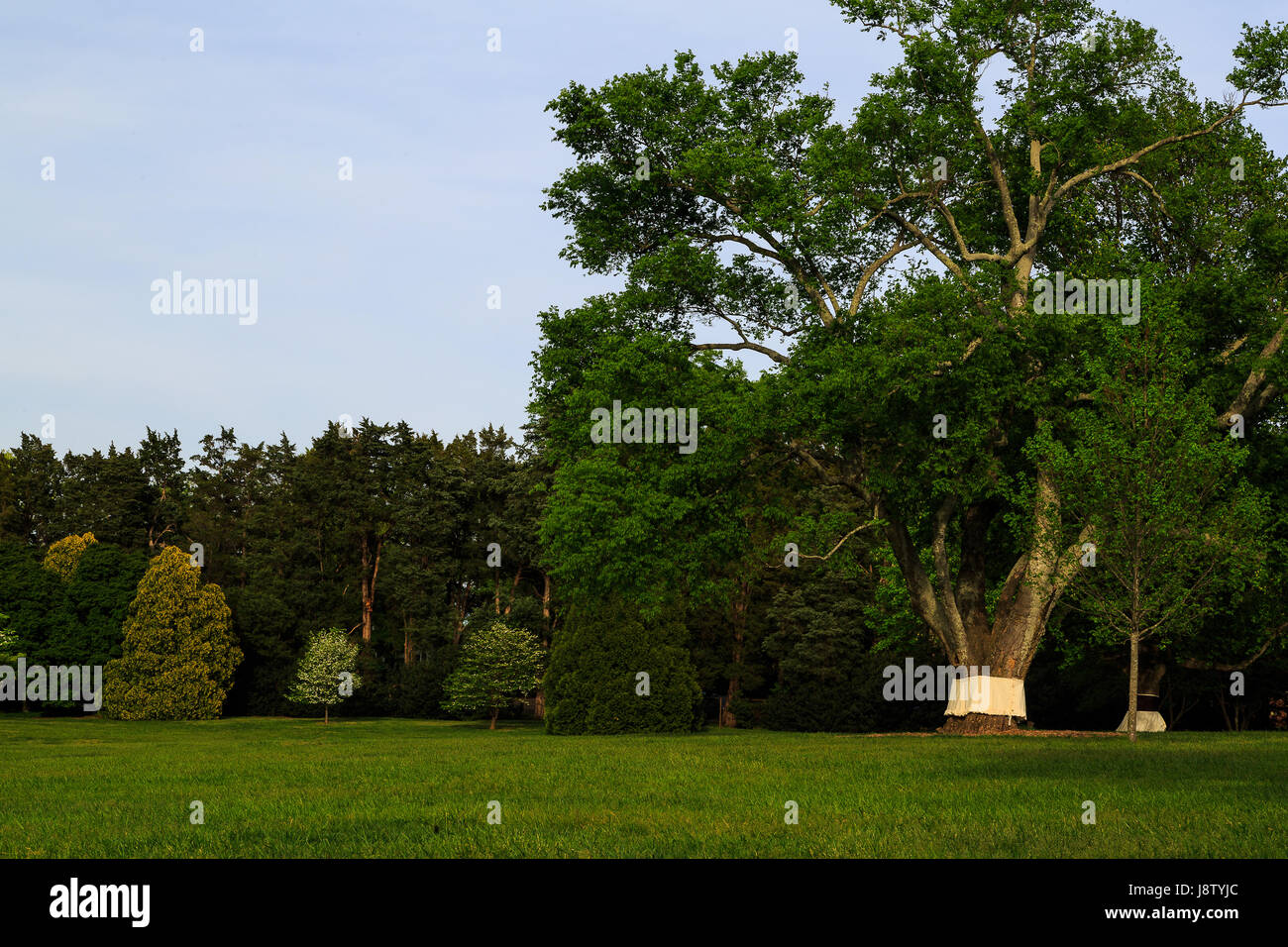 Trees are decorated with an art form of dresses from VCU fashion design ...