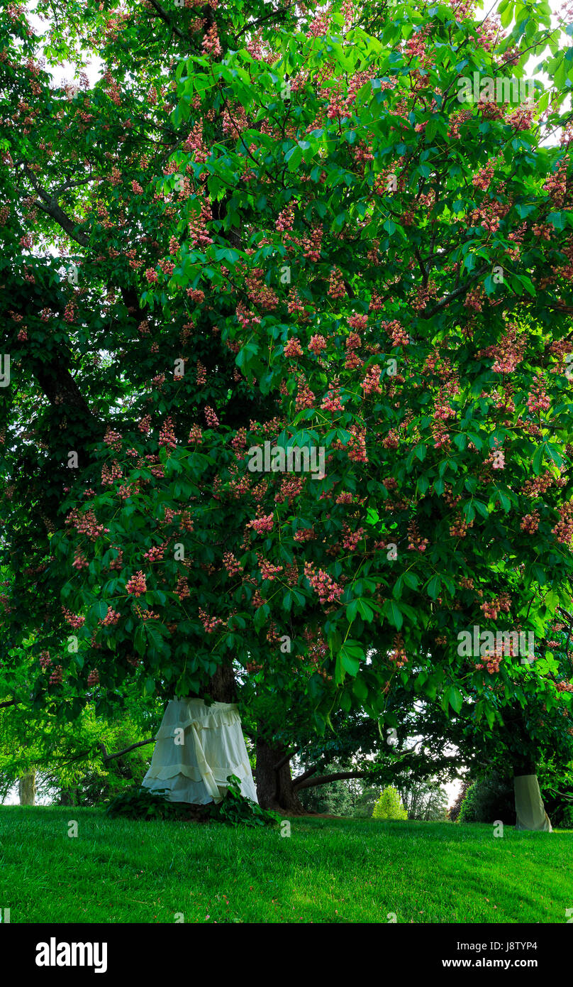 Trees are decorated with an art form of dresses from VCU fashion design ...