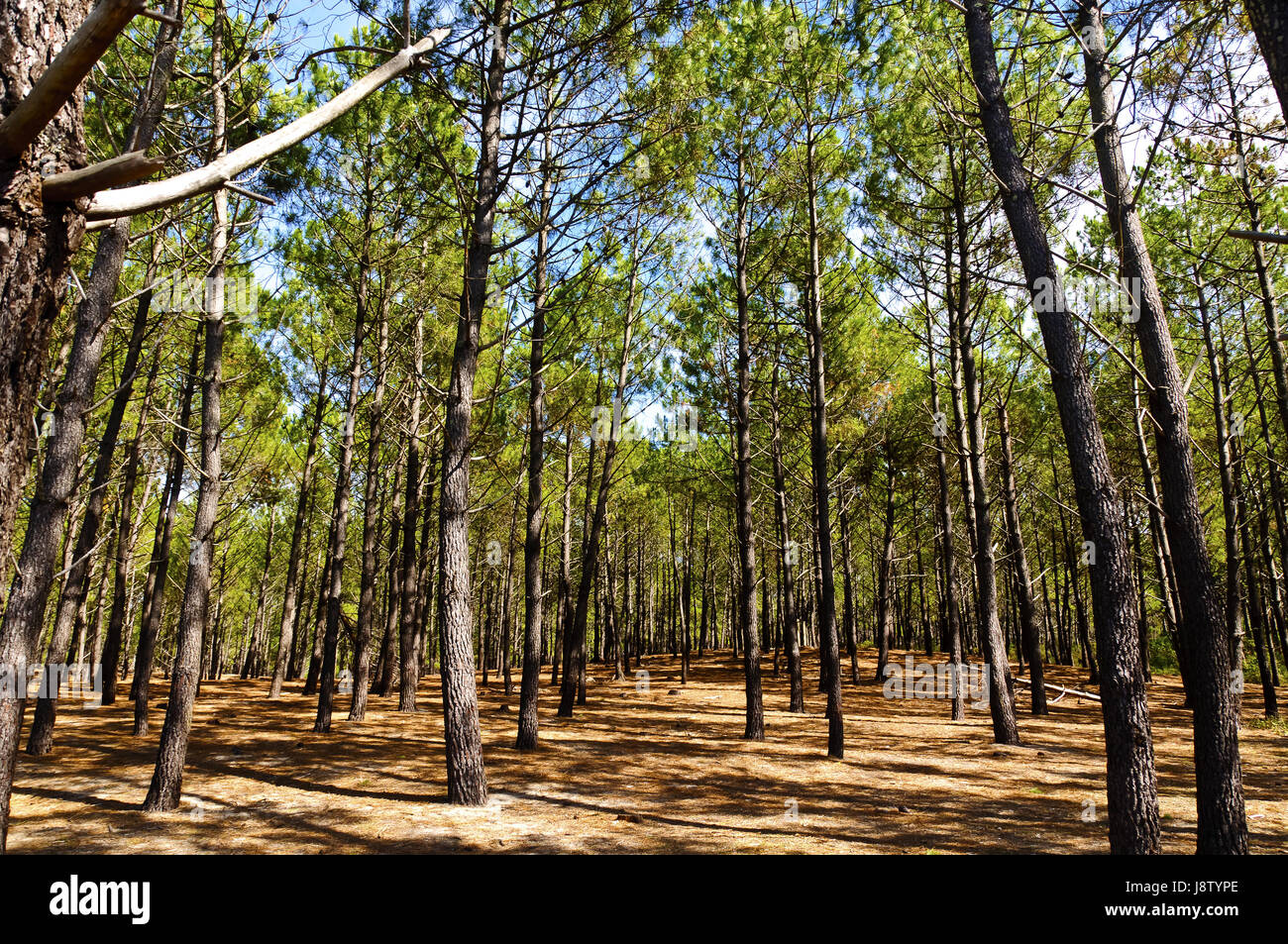 tree, trees, ground, soil, earth, humus, flora, shrubberies, forest ...