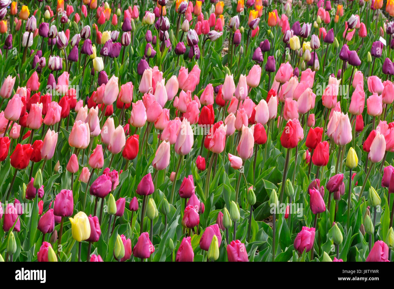 flower, plant, bed, spring, tulip, cultivation, cultivated, leaf ...