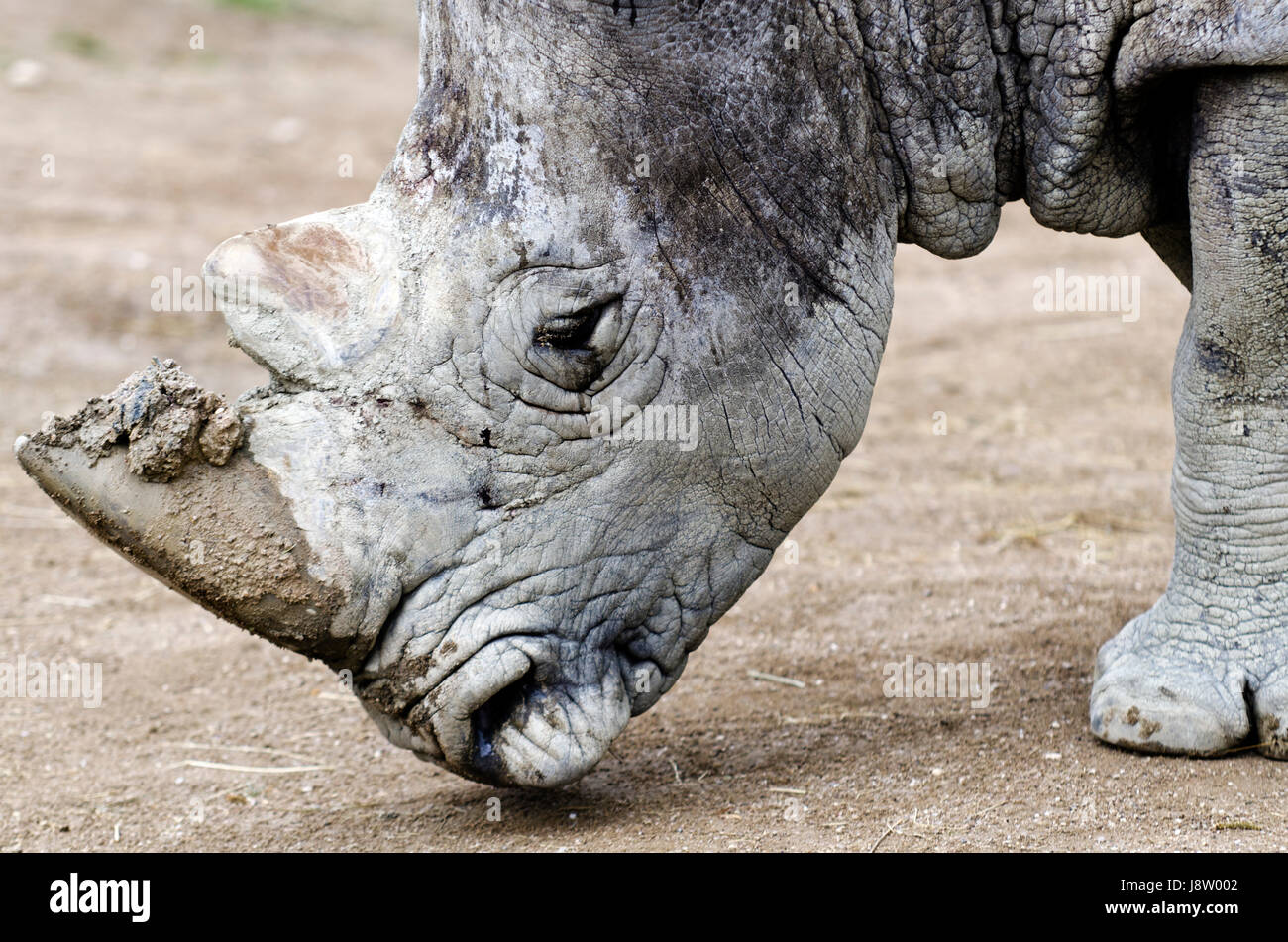 profile, danger, big, large, enormous, extreme, powerful, imposing ...