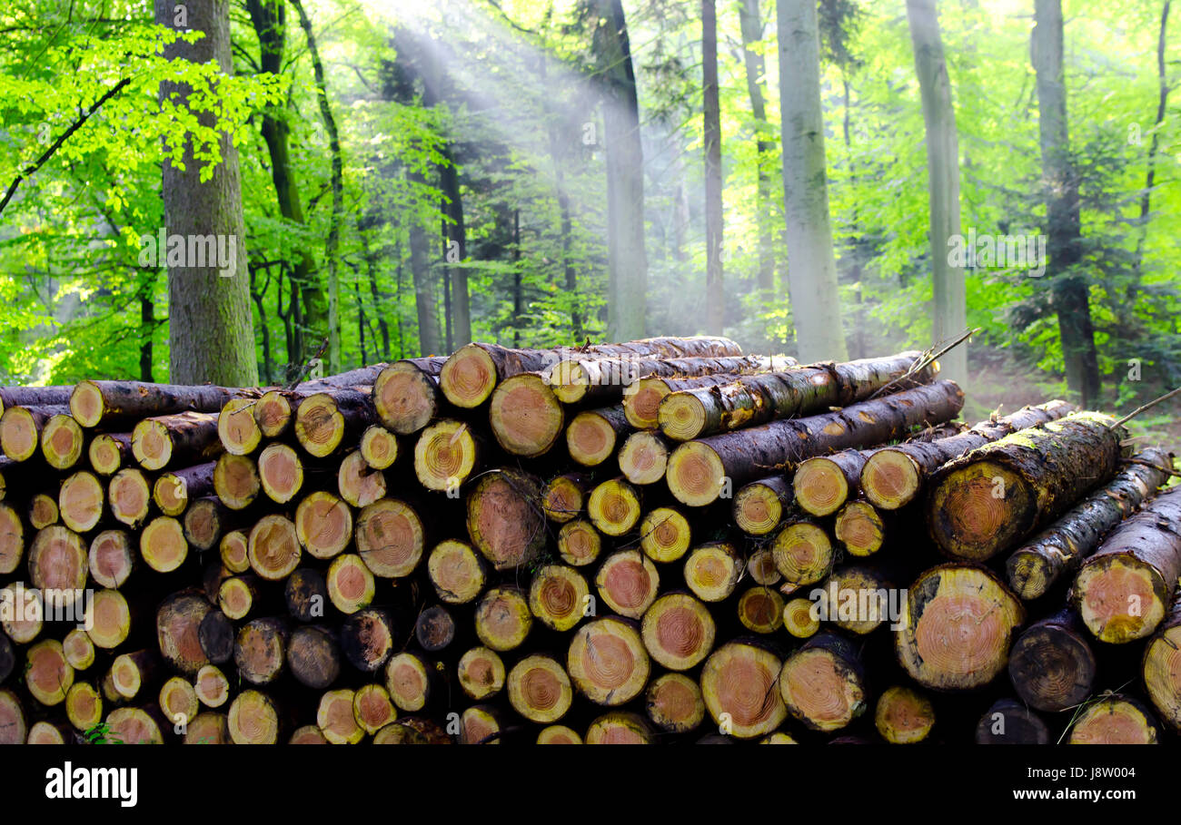 wood, trunk, stack, firewood, storage, woodland, stock, tree, wood ...