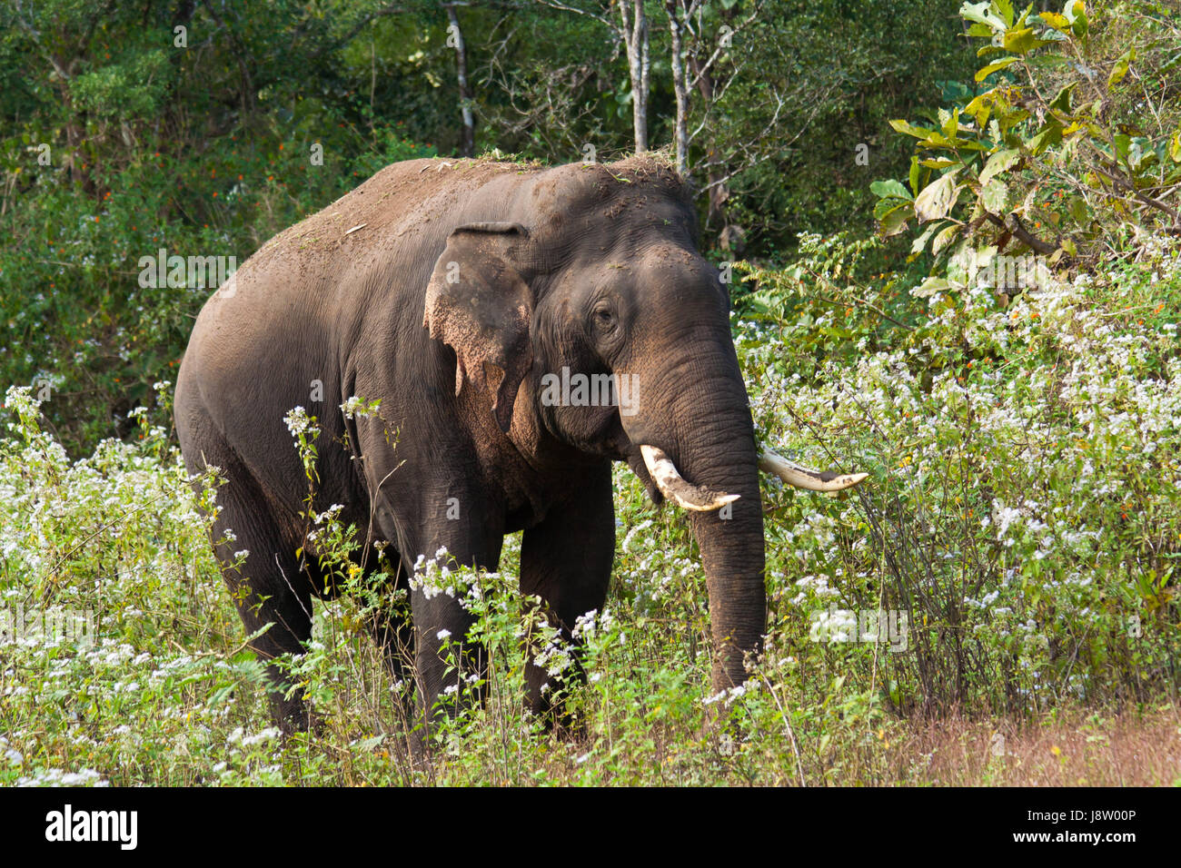 elephant, tusk, proboscis, wild animal, animal, mammal, green, national ...
