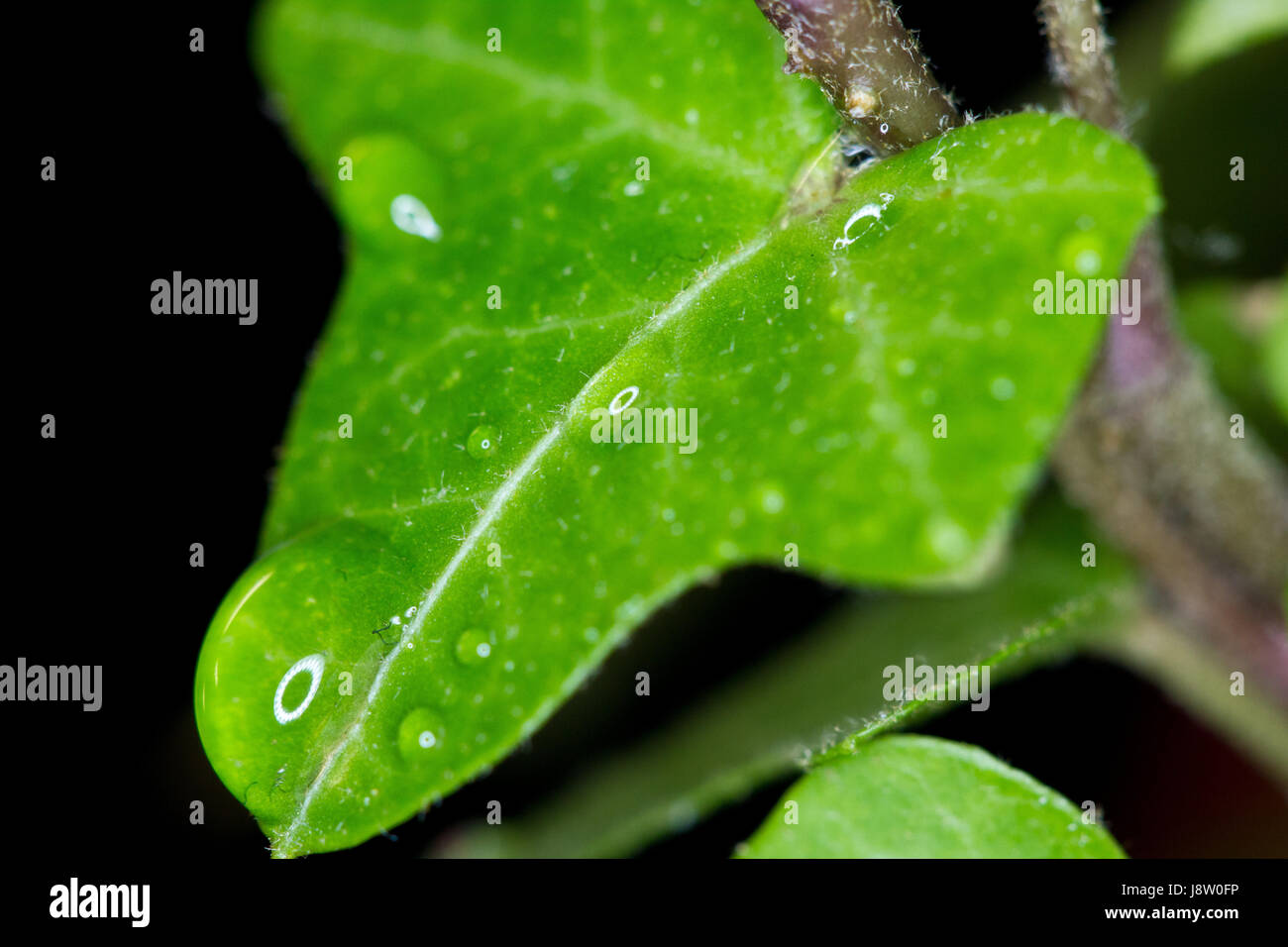 leaf, flower, plant, wet, moist, water drop, waterdrop, water, ivy ...