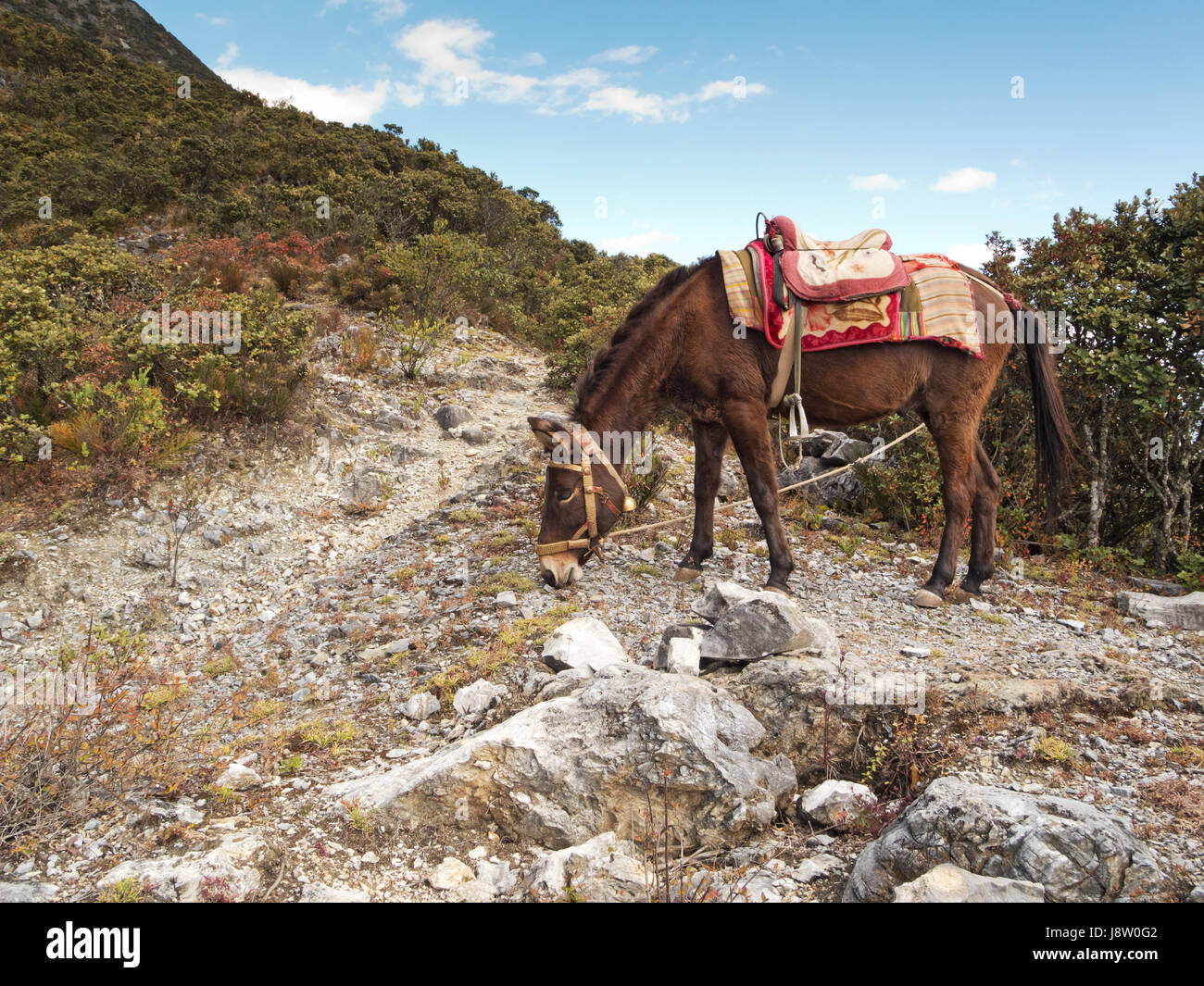horse, tibet, farm animal, tibetan, china, horse, animal, asia, tibet ...
