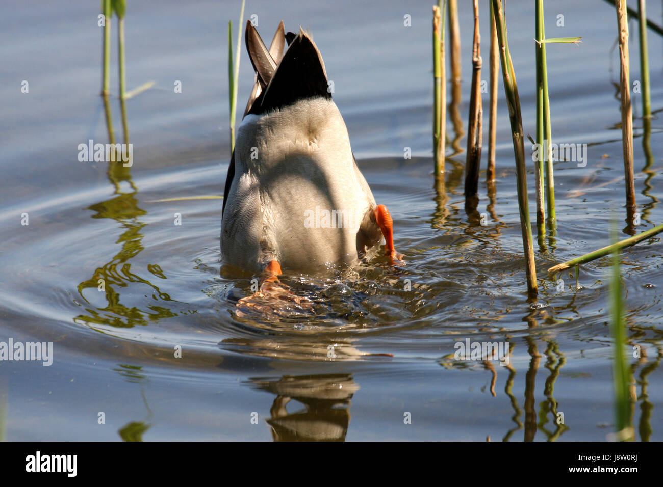 bird, birds, feathering, peaceful, duck, waterfowls, waterfowl, idyllic ...