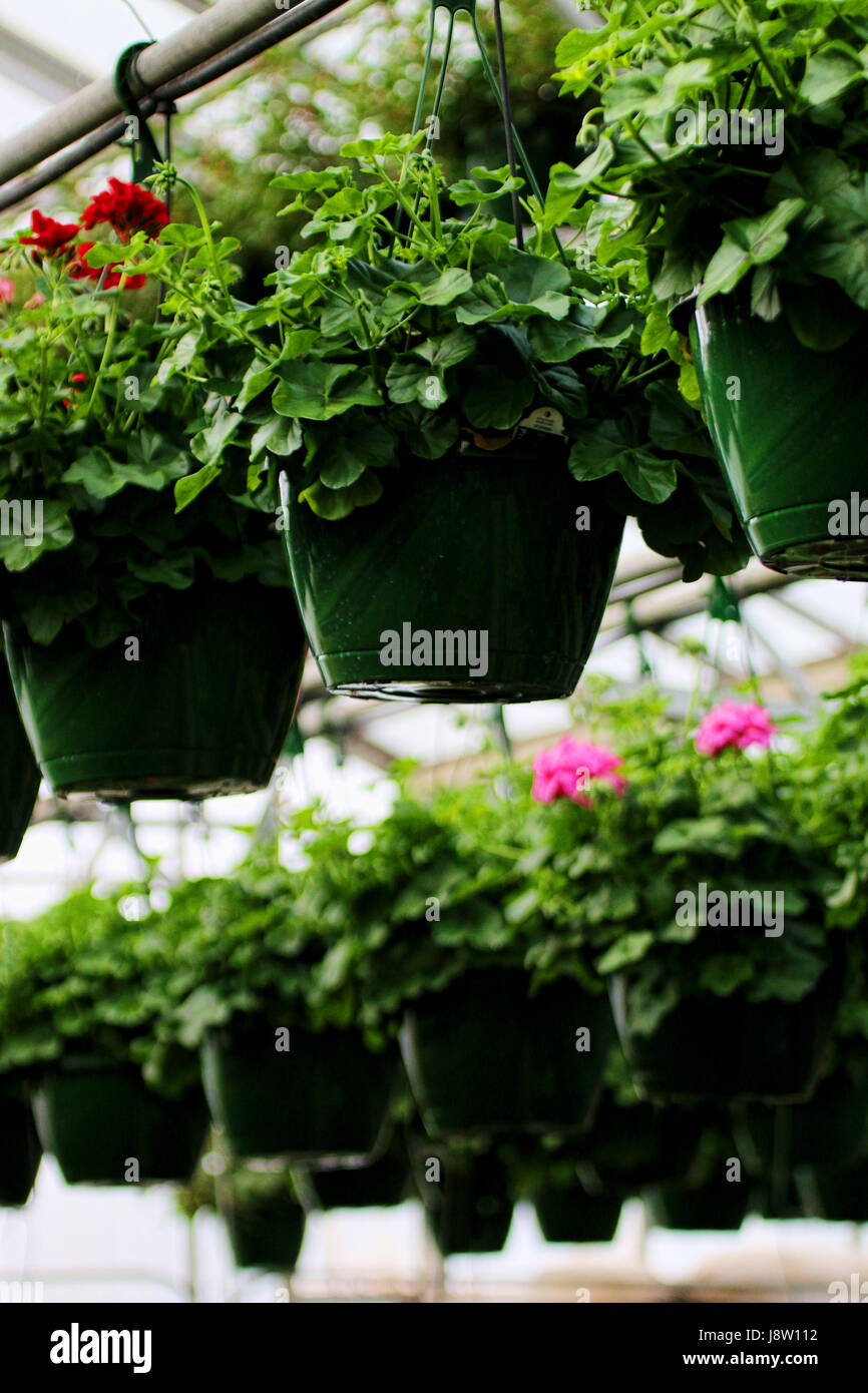 Hanging potted Geranium plants in a greenhouse Stock Photo - Alamy