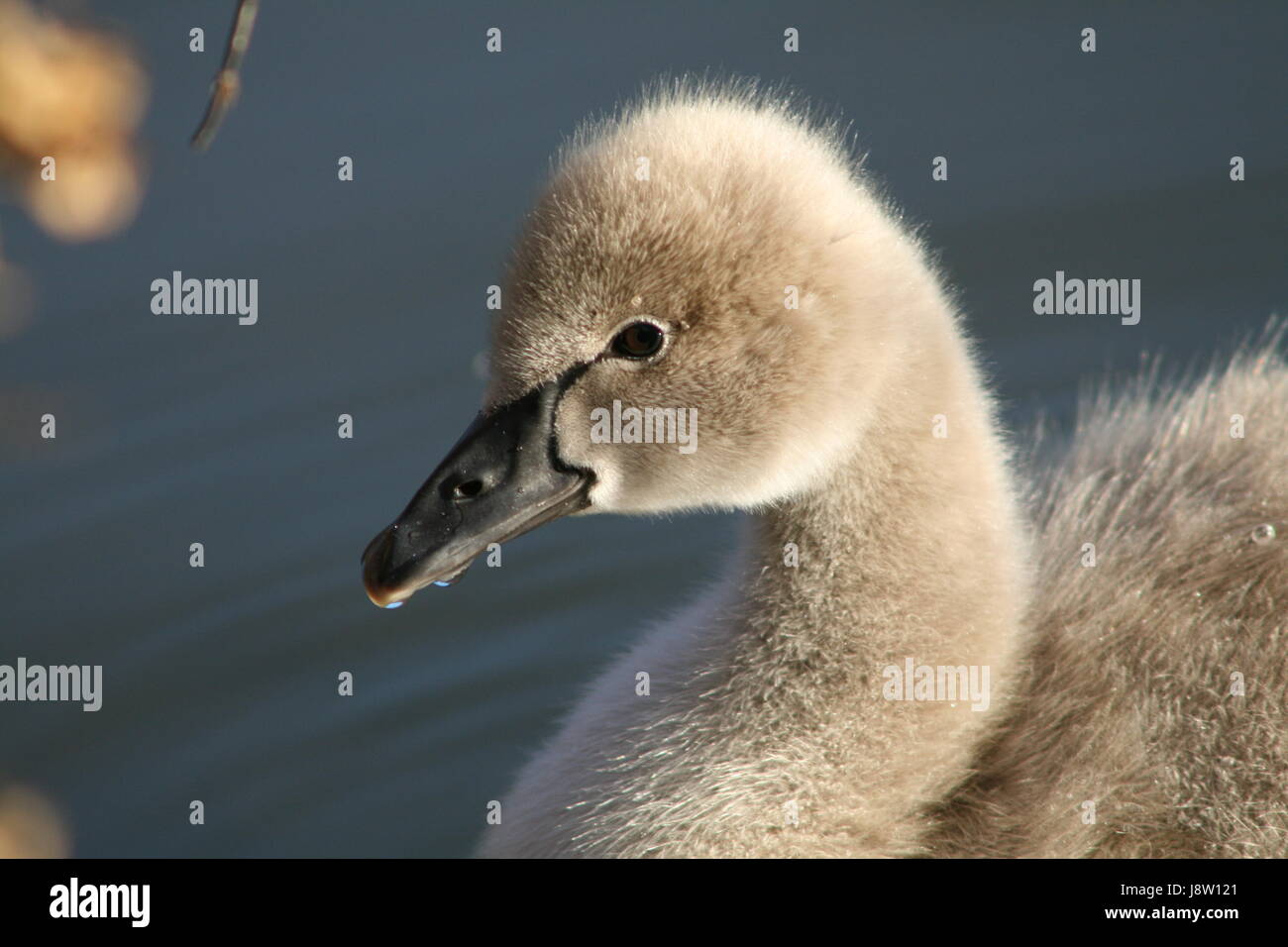 swan, beak, young animal, animal child, beaks, swan, beak, moment ...