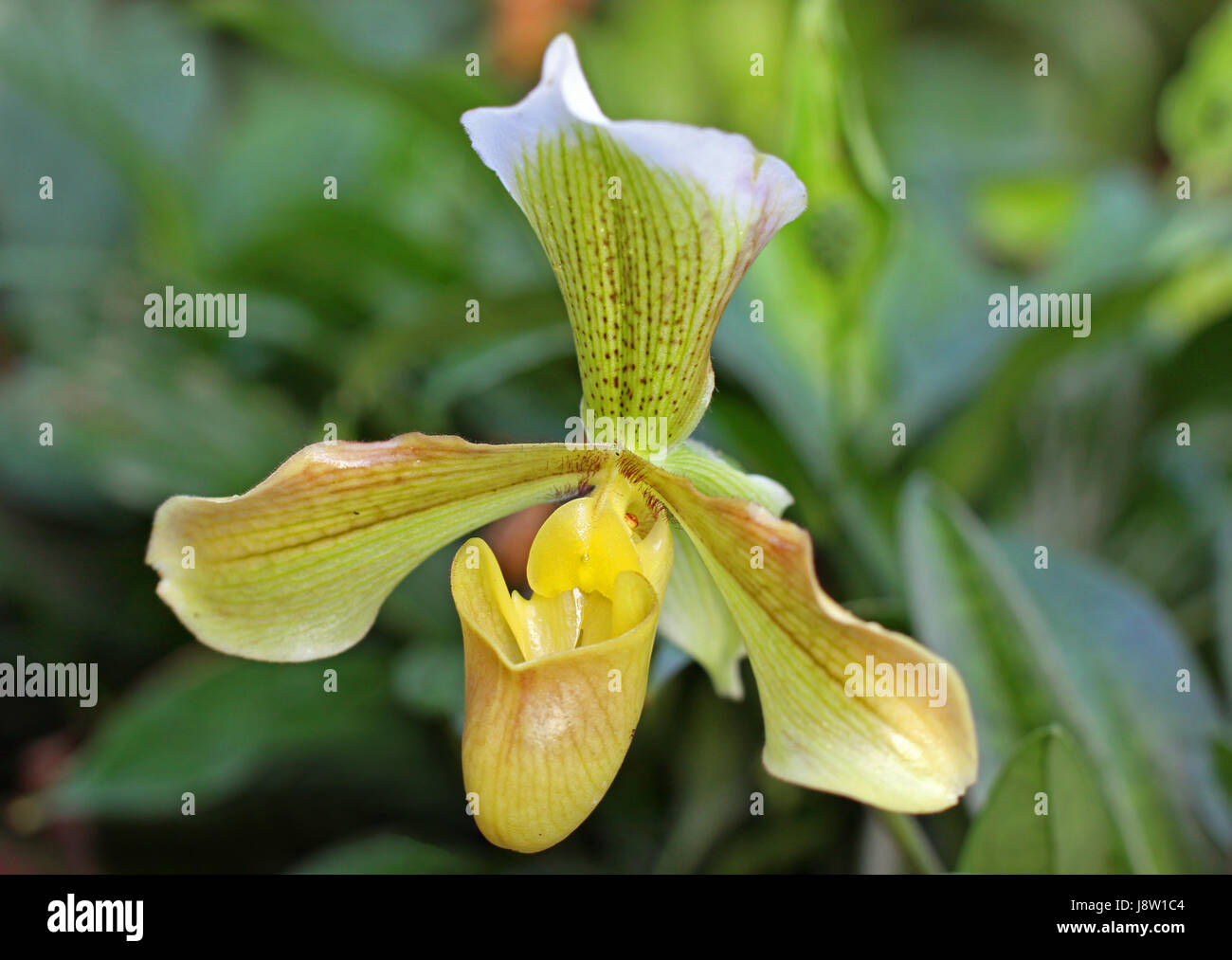 Kehler hi-res stock photography and images - Alamy