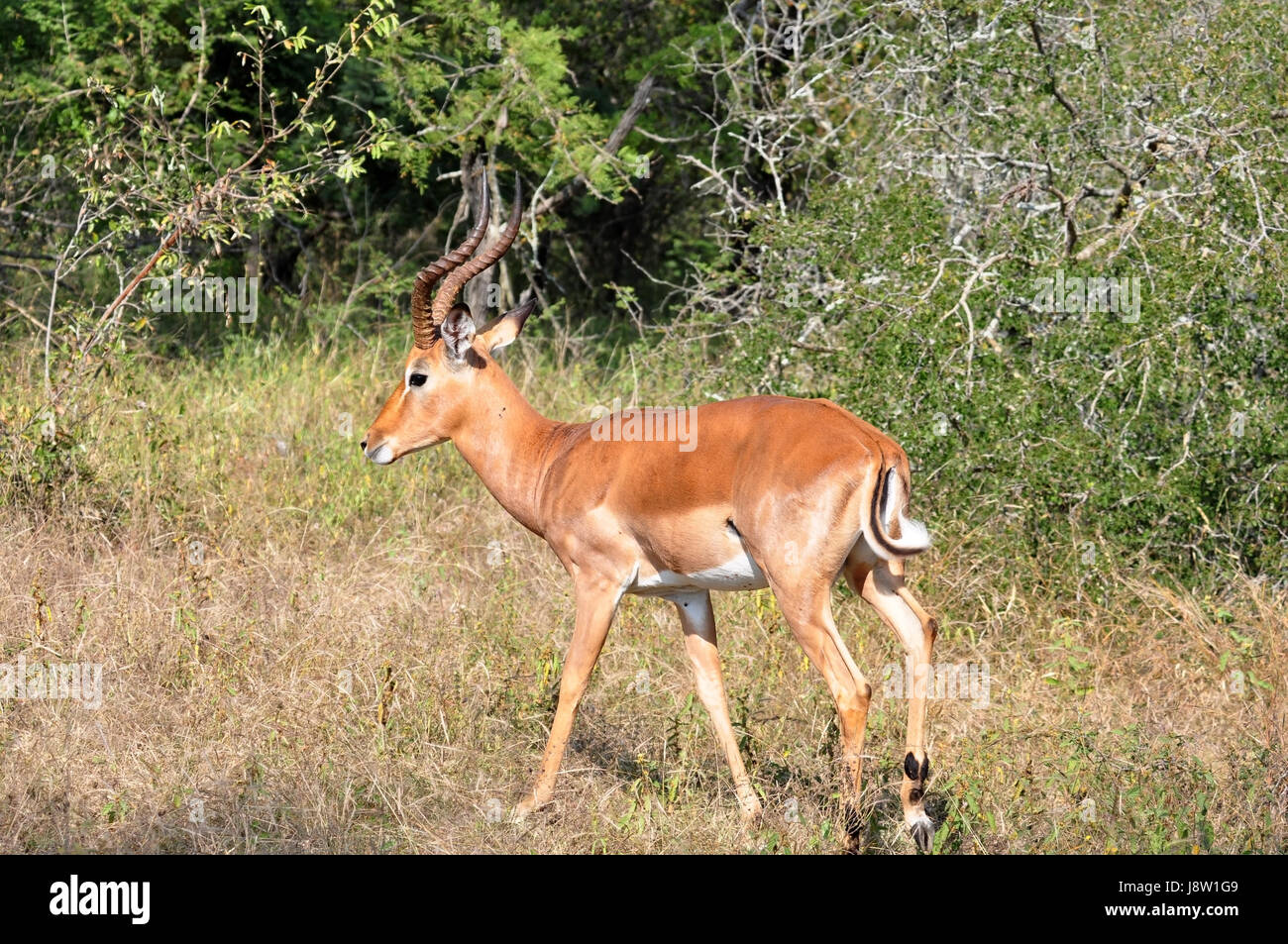 animal, africa, African, antelope, travel, game, tournament, play ...