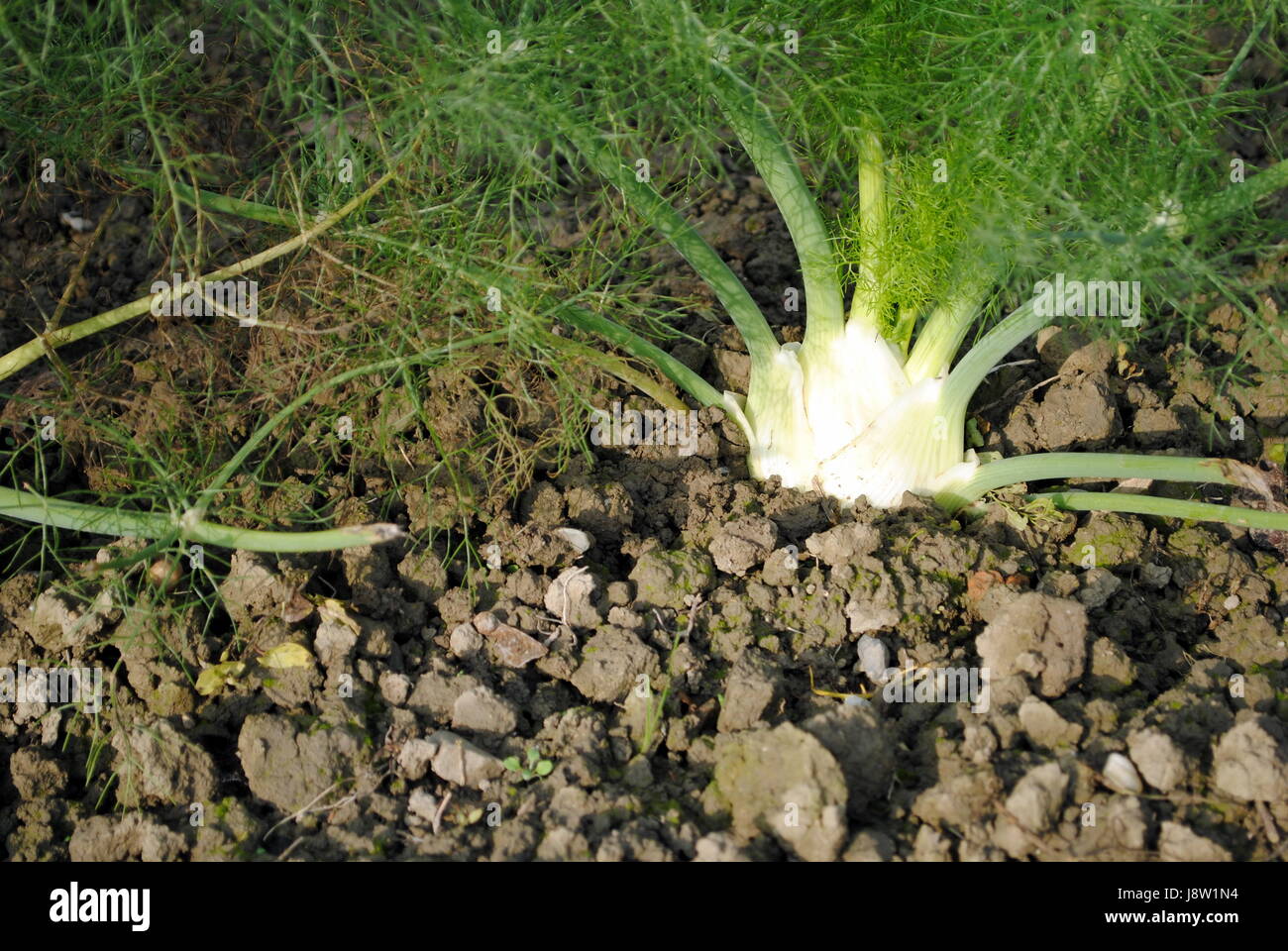 garden, ground, soil, earth, humus, agriculture, farming, boil, cooks ...