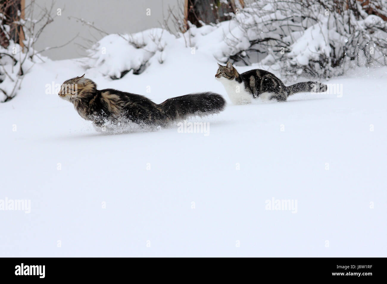 winter, cats, spring, bouncing, bounces, hop, skipping, frisks, jumping ...