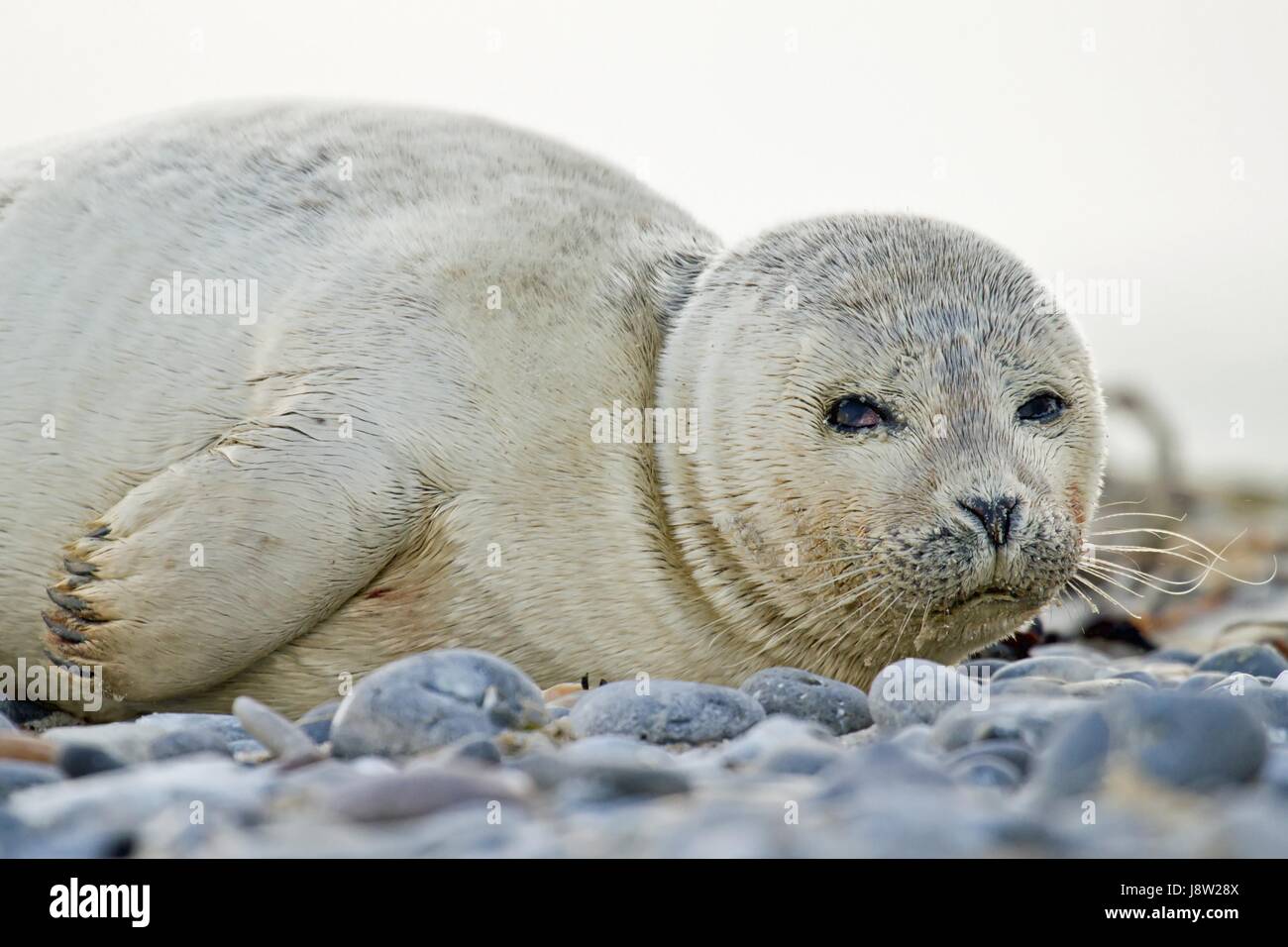 mammal, wild, seal, wild animal, water, waters, animal, mammal ...