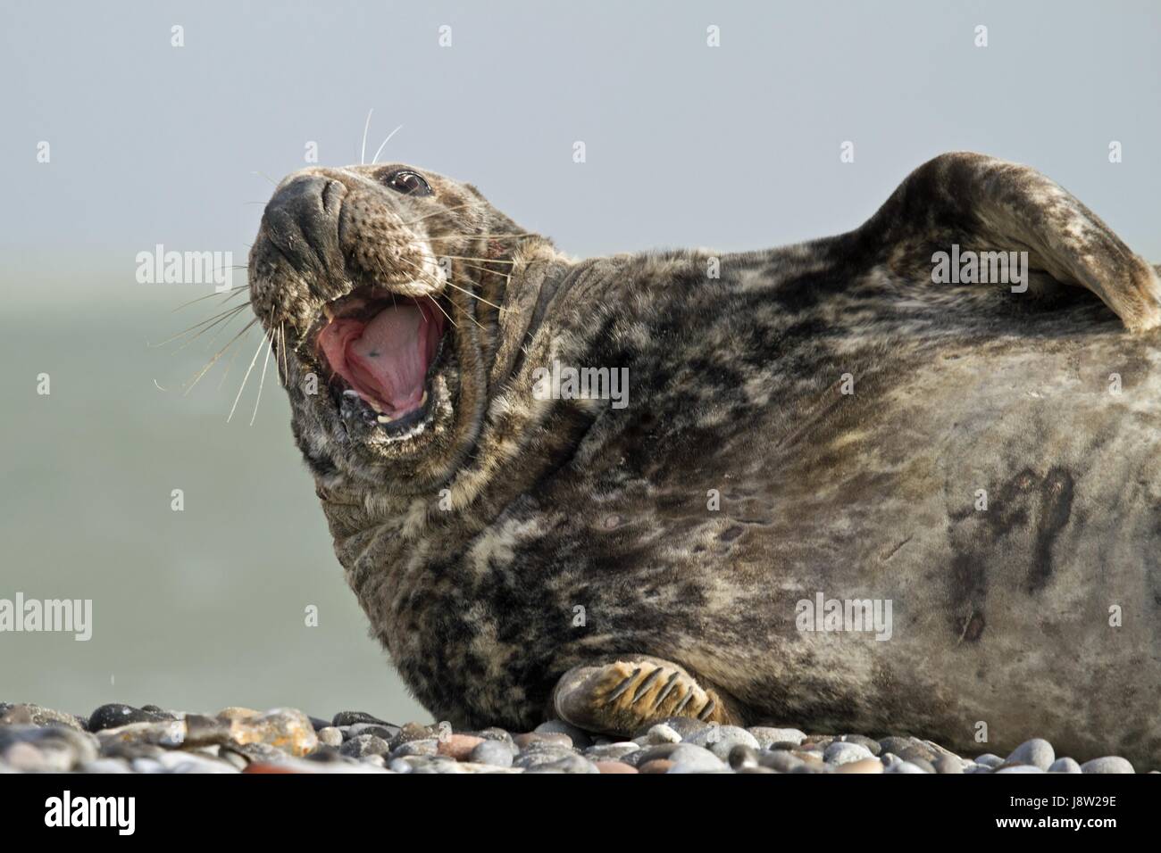 Grey seal laughing hi-res stock photography and images - Alamy