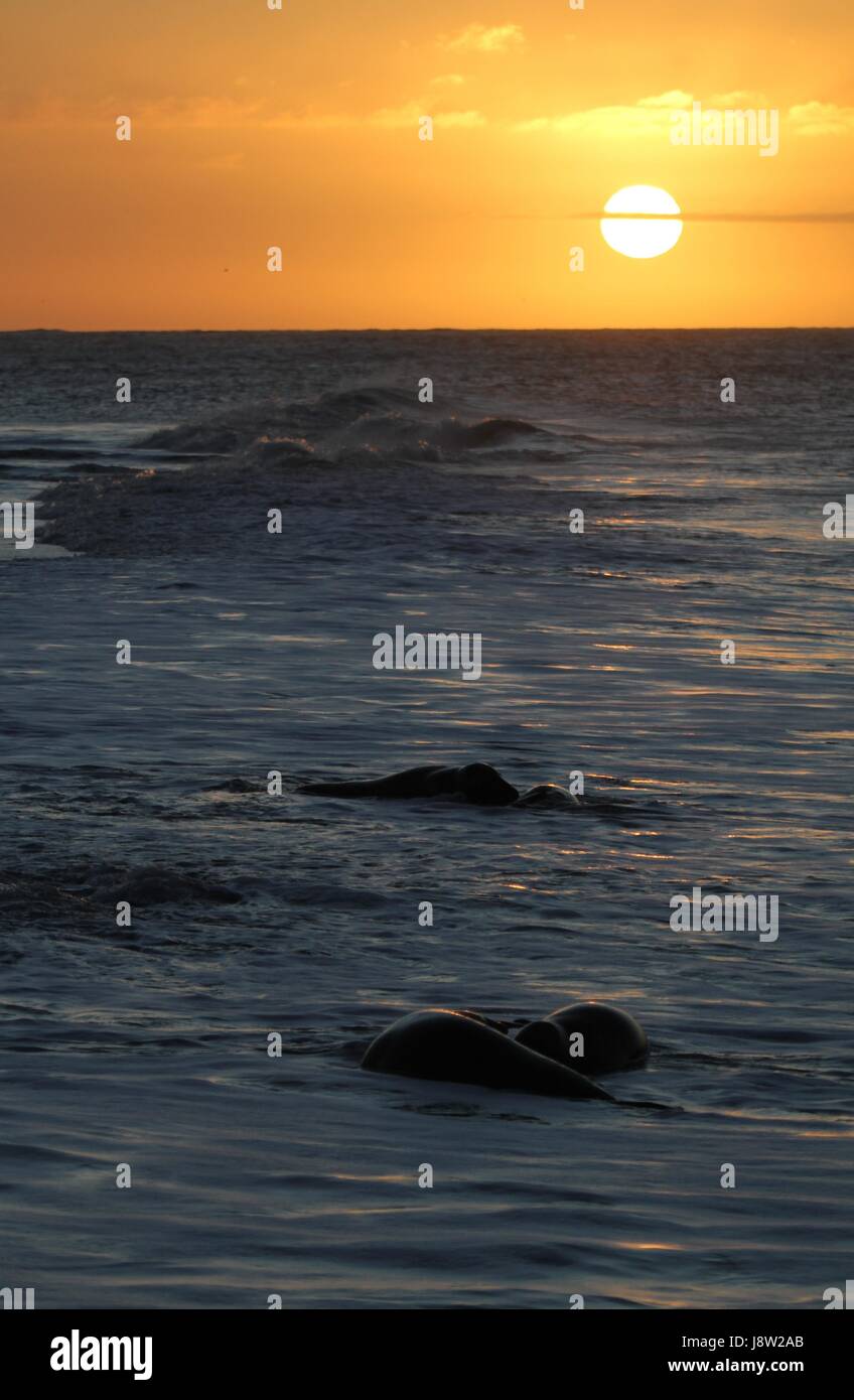 animals, water, north sea, salt water, sea, ocean, mammals, crawl ...