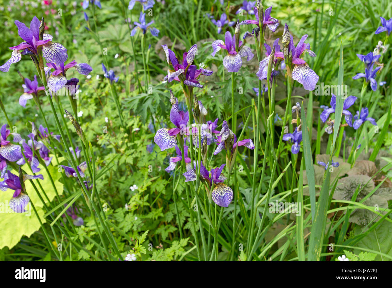 garden, flower, plant, bloom, blossom, flourish, flourishing, bed ...
