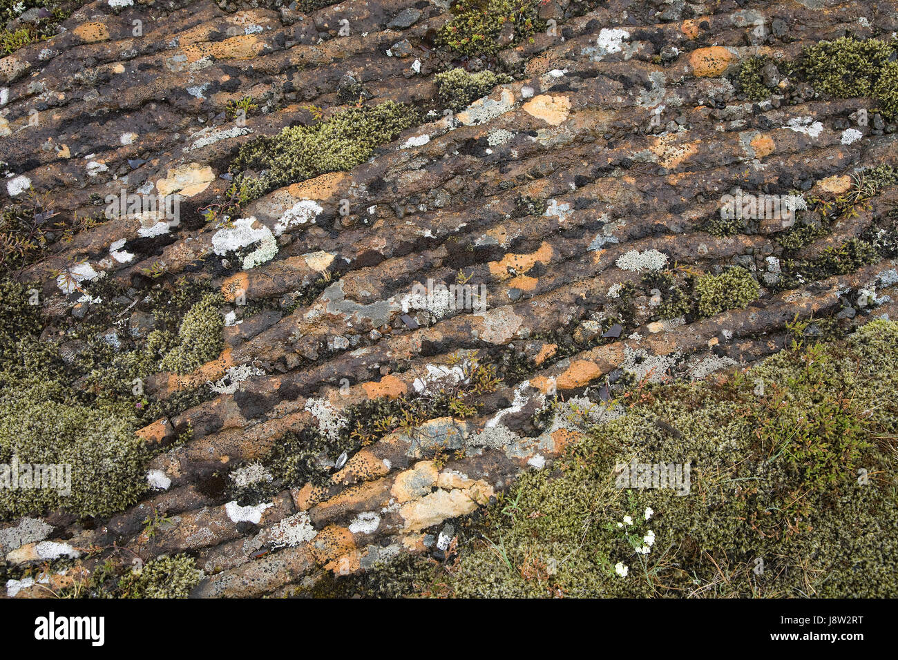 Lava volcano plant hi-res stock photography and images - Alamy
