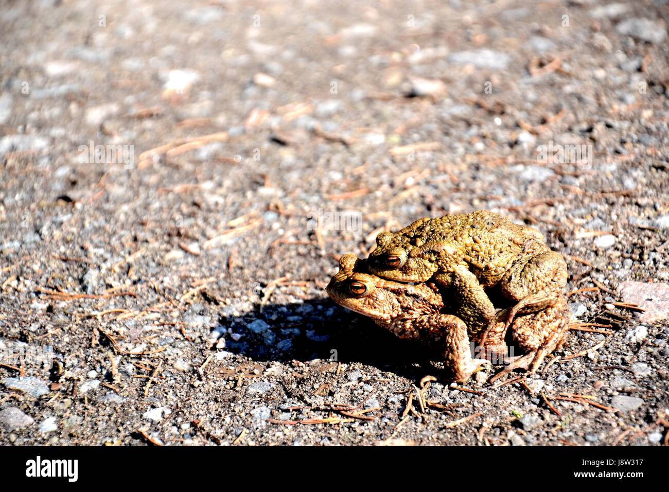 animals, stream, amphibians, frog, backpack, frogs, globe, planet ...