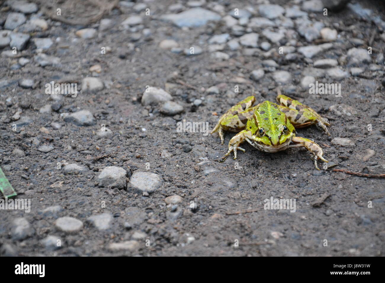 waters, green, animals, stream, amphibians, frog, toad, globe, planet ...