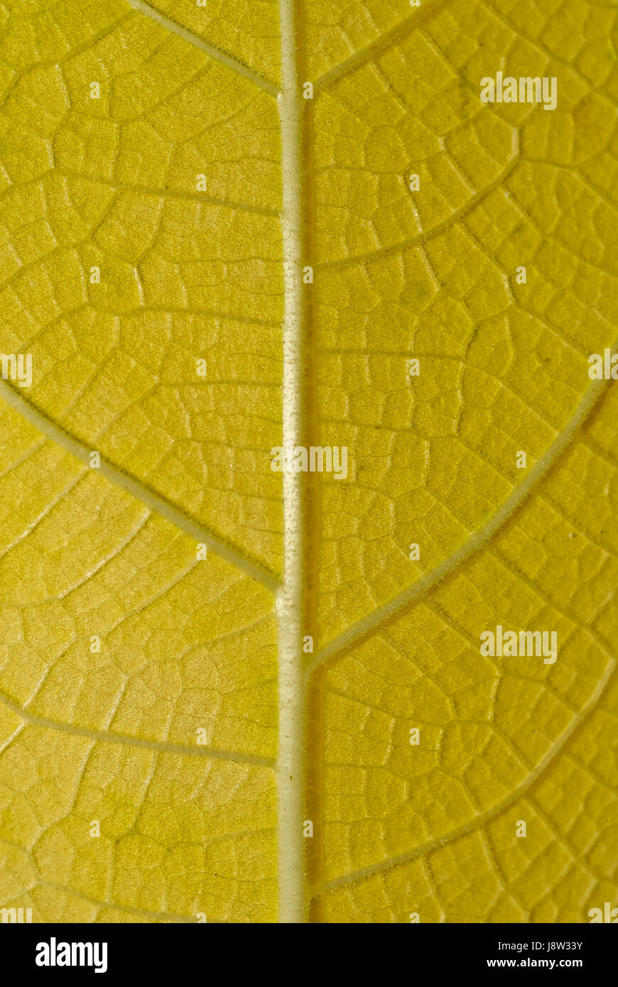 leaf, leaf veins, design, shaping, formation, shape, model, figure ...