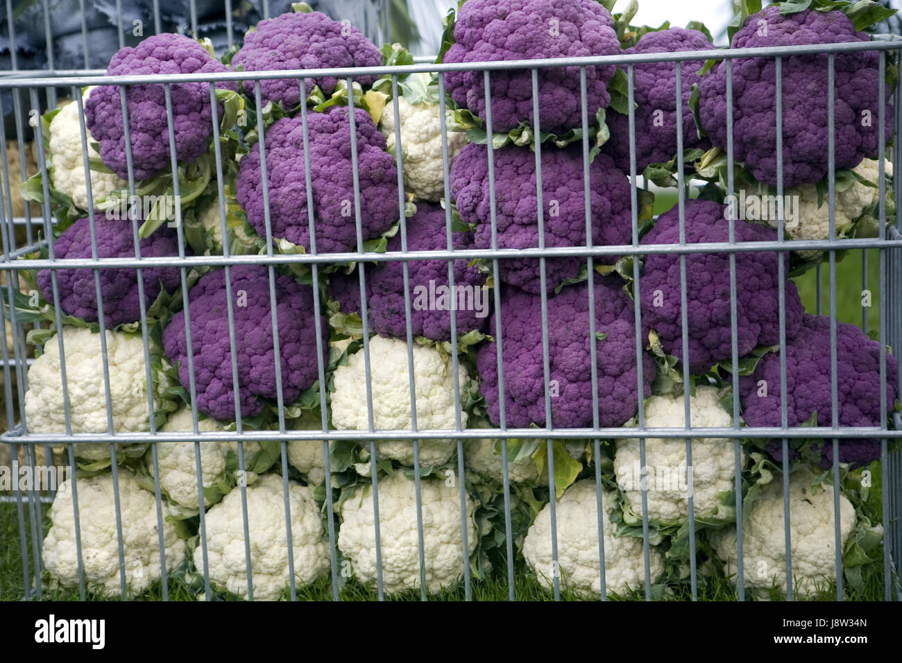 garden, blank, european, caucasian, aromatic, root, vegetable, tuber ...