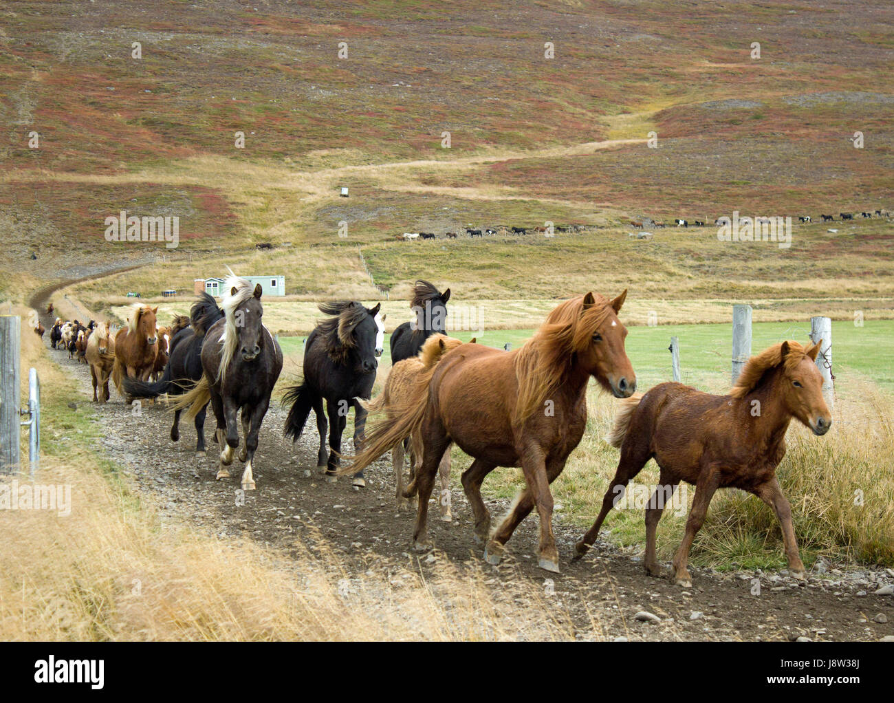 horse, iceland, vulcan, volcano, horse, pony, stallion, mare, herd ...