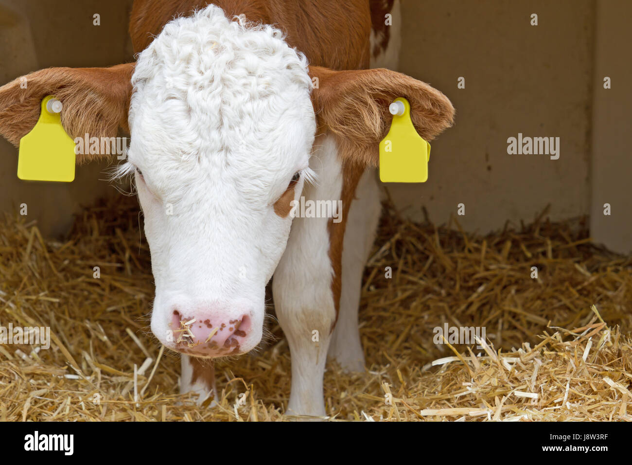 agriculture, farming, cow, stable, cows, farm, calf, cowshed, stall ...