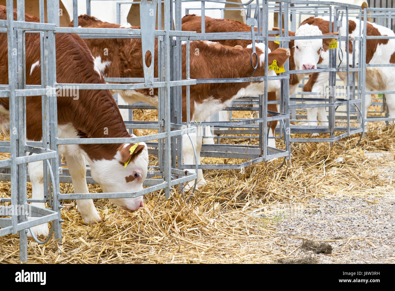 agriculture, farming, cow, stable, calf, stock farming, stall, pet ...