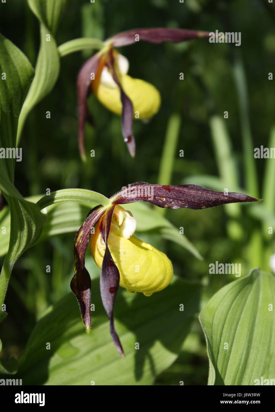 flower, plant, conservation of nature, flora, orchid, protected ...