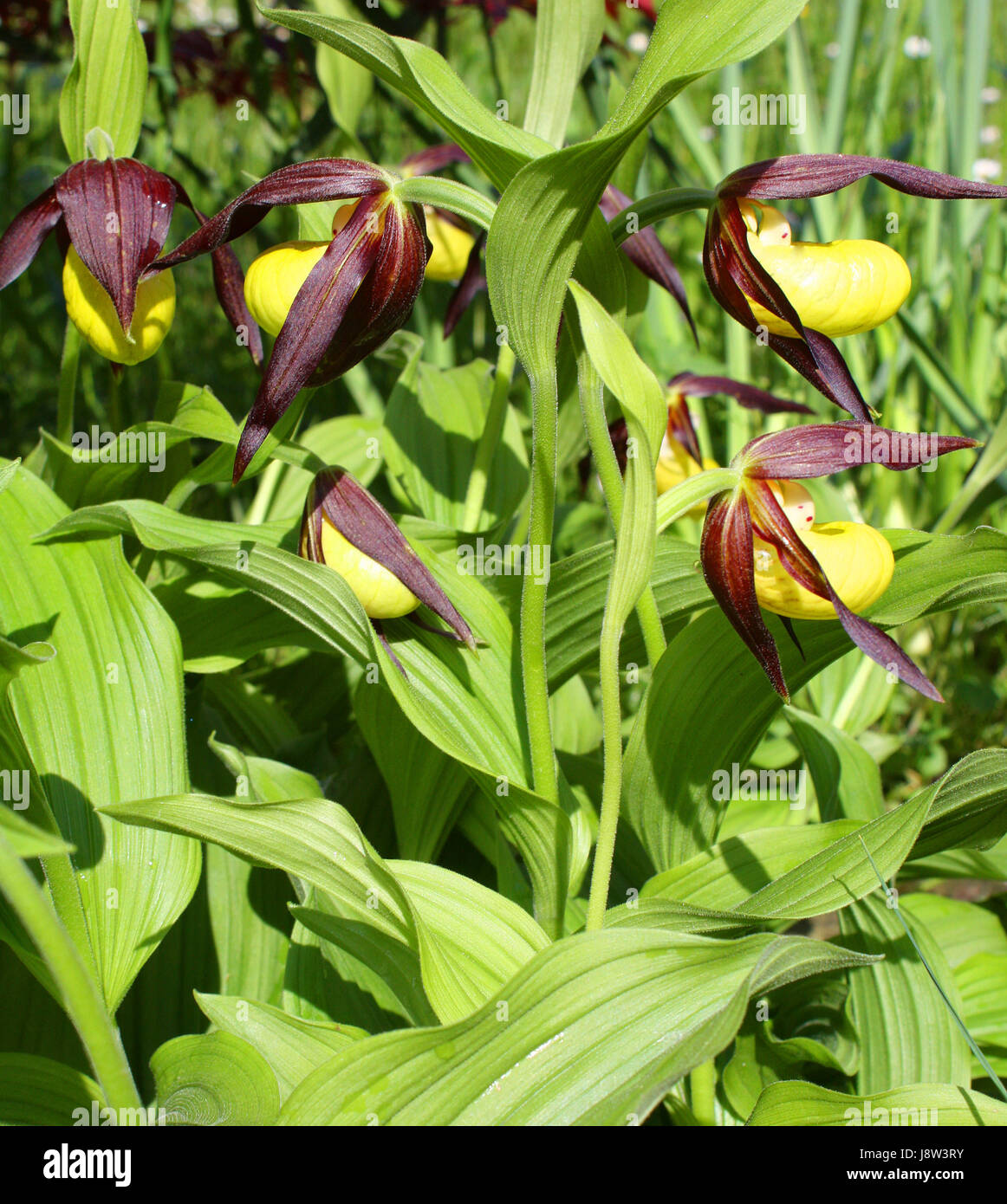 flower, plant, conservation of nature, flora, orchid, protected ...