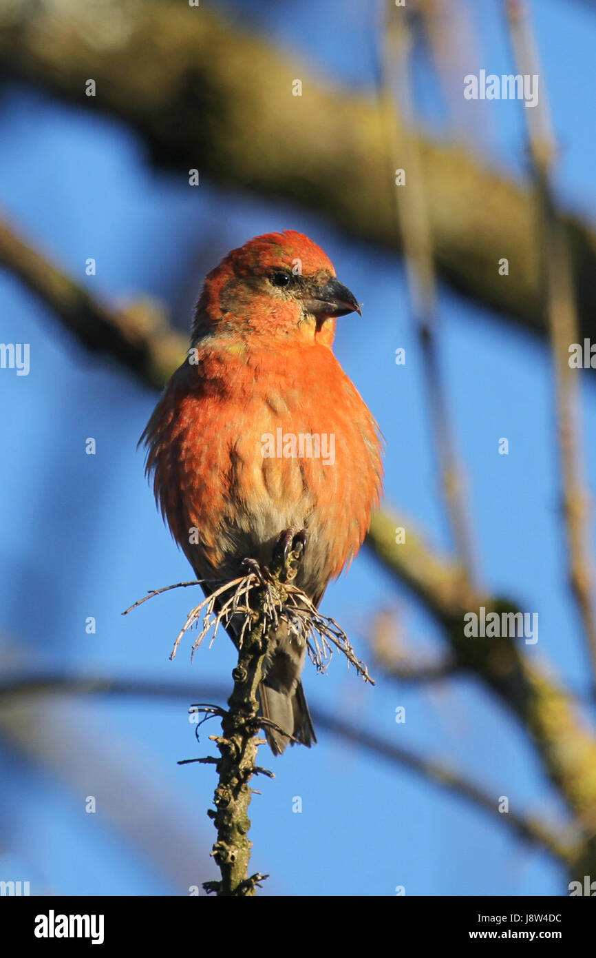 Crossbills hi-res stock photography and images - Alamy