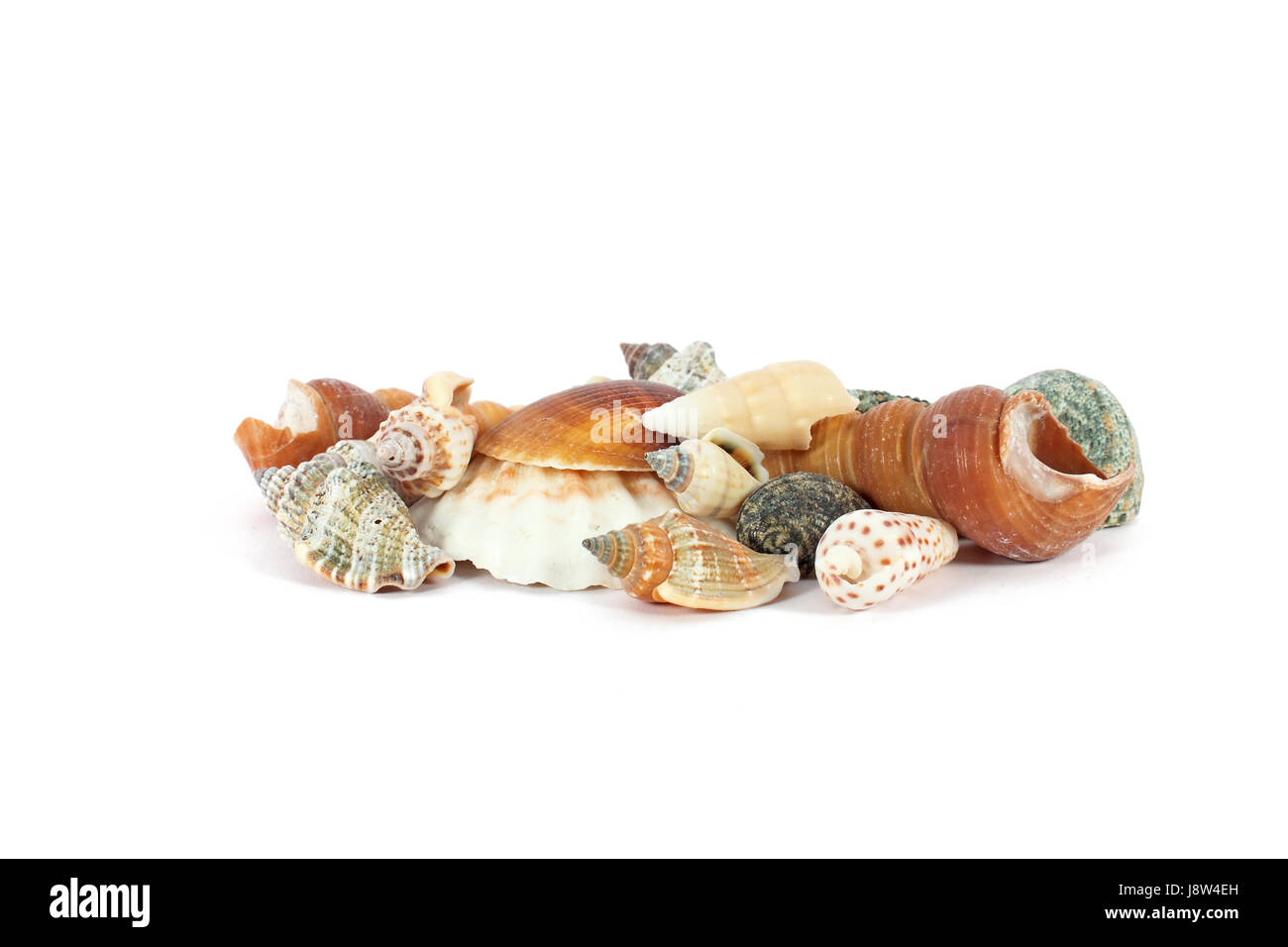 animal, shell, spiral, navy, marine, seashell, bunch, salt water, sea ...