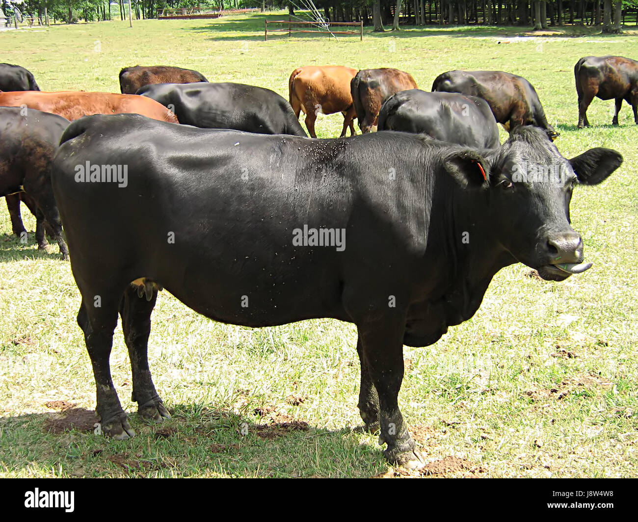 animal, mammal, bull, agriculture, farming, field, outdoor, outside ...