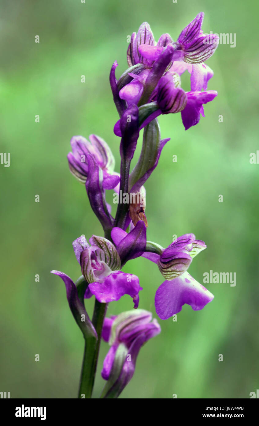 tuscany, flower, orchid, plant, conservation of nature, flora, botany ...