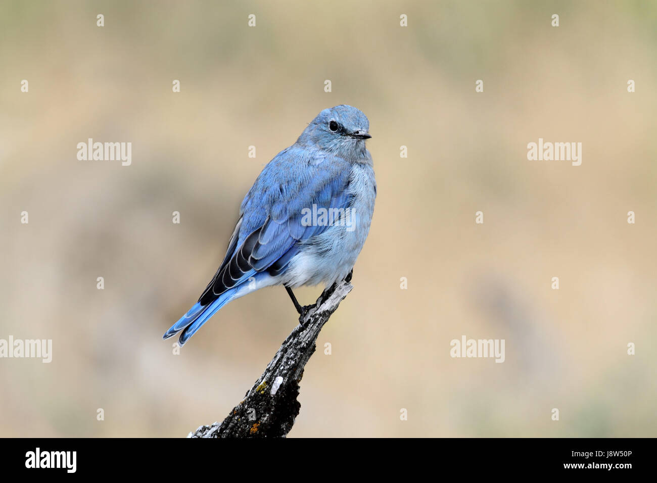 blue, bird, wild, mountain, nature, blue, animal, bird, fauna, wild ...