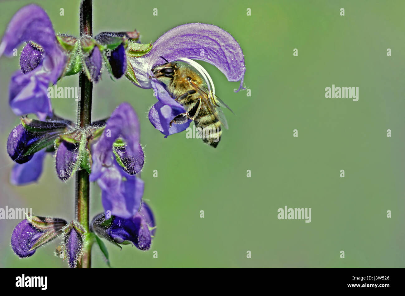 honeybee, blue, honeybee, stamens, insect, bee, salvia pratensis ...