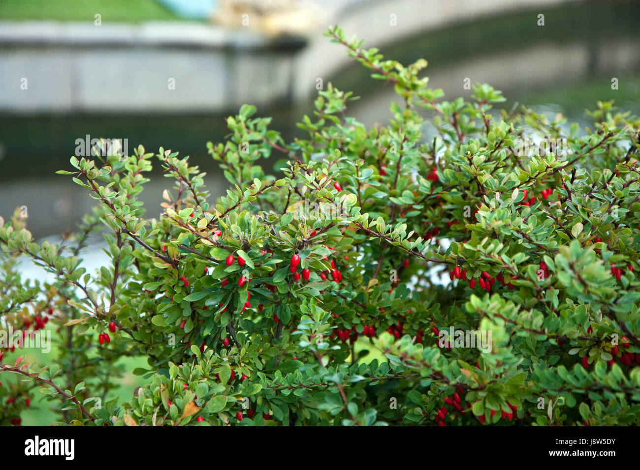 detail, colour, bush, berries, details, stalk, stem, berry, wilderness ...