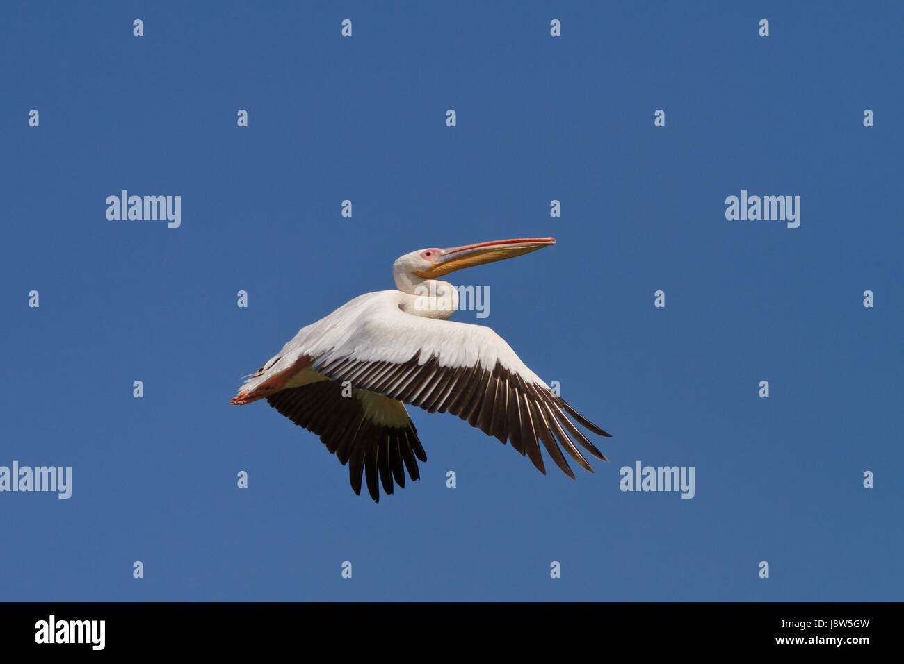 blue, beautiful, beauteously, nice, flight, bird, wild, freedom ...