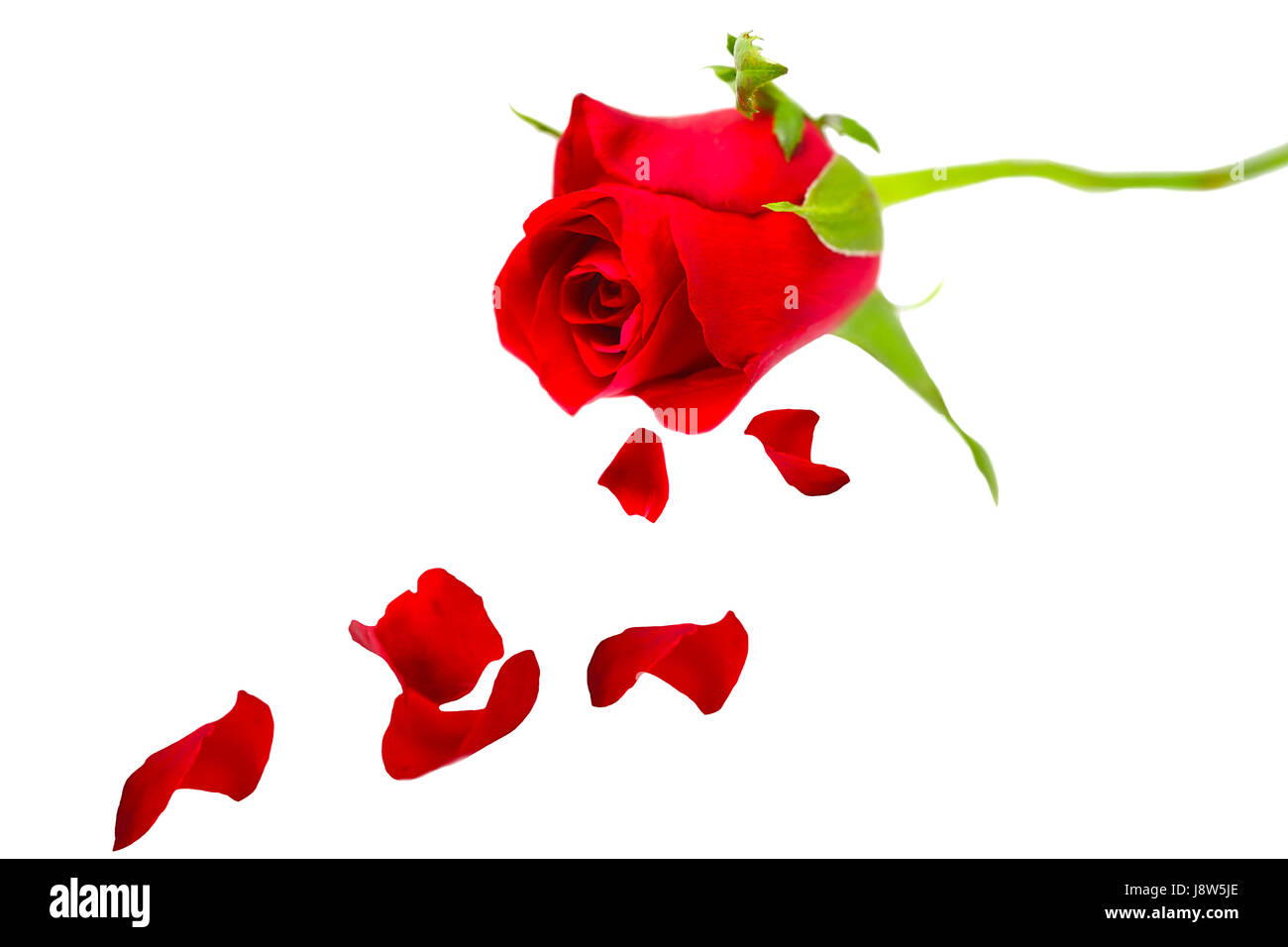 Rose Petals Falling From A Rose Tattoo