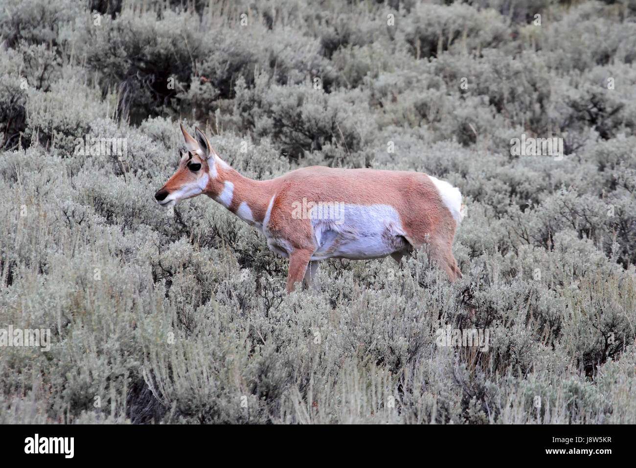buck, antelope, game, tournament, play, playing, plays, played, park ...