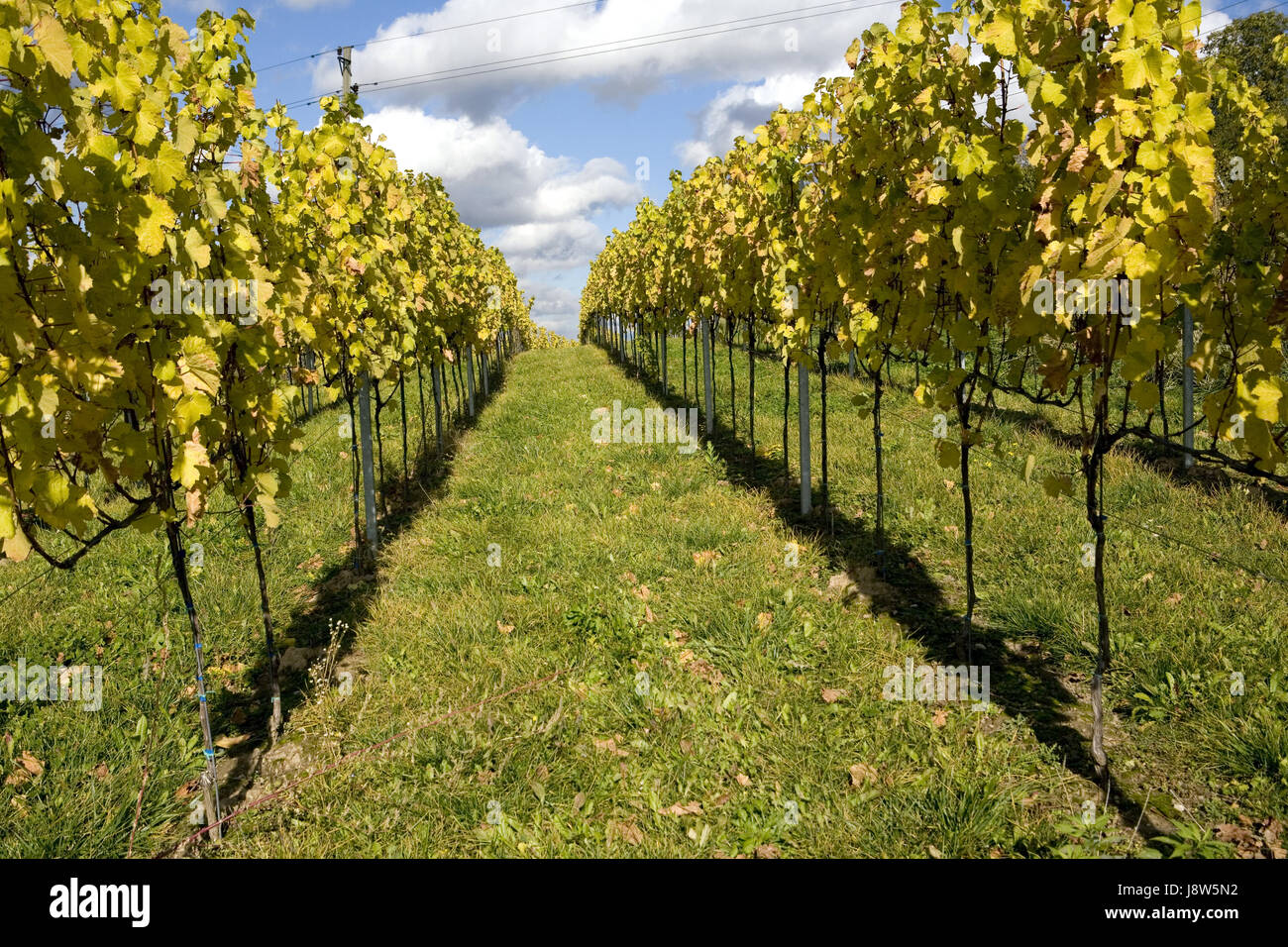vineyard, sight, view, outlook, perspective, vista, panorama, lookout ...