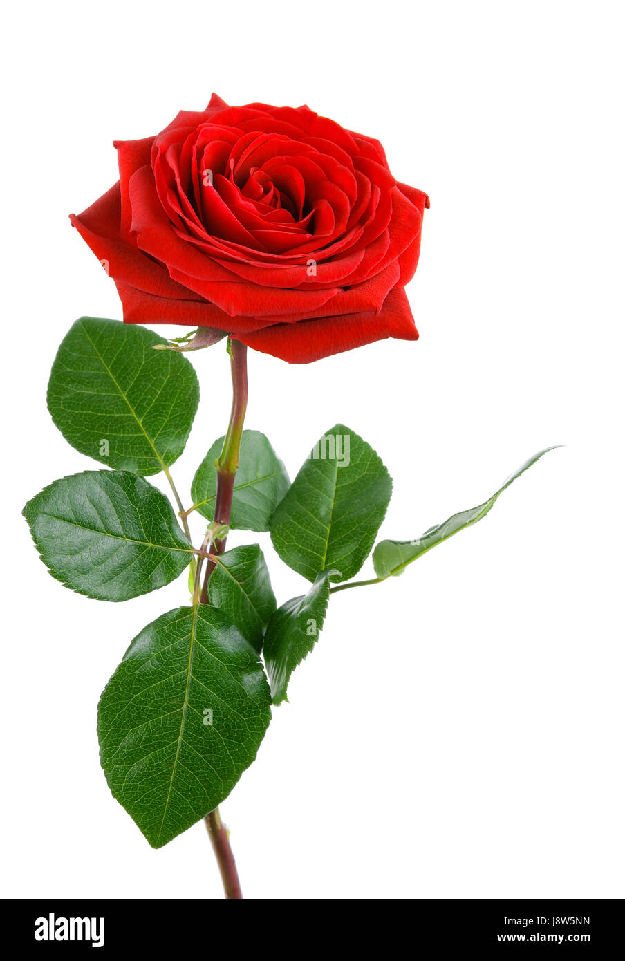 the perfect rose Stock Photo - Alamy