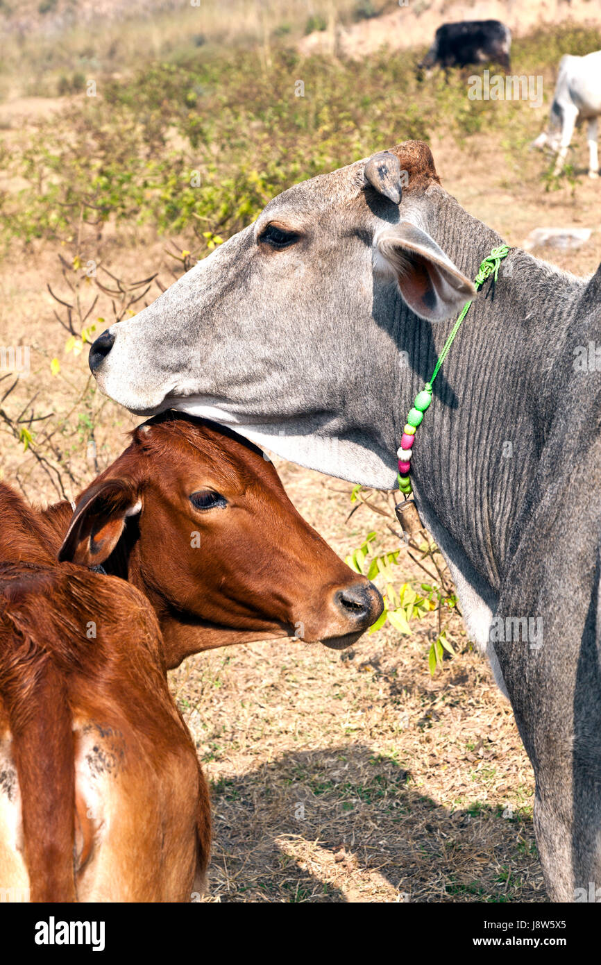 Child, india, farm hi-res stock photography and images - Alamy