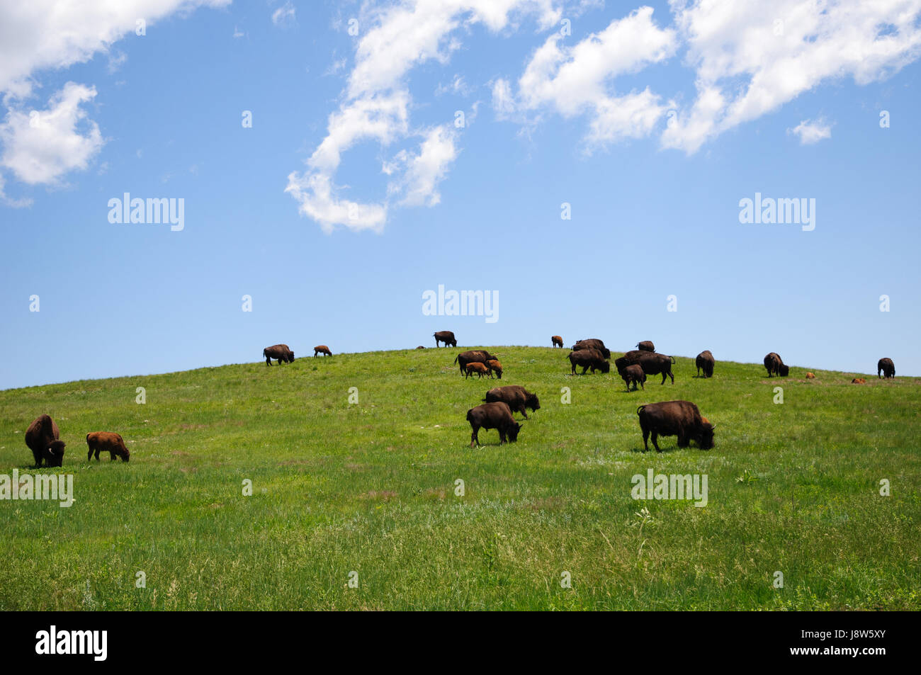 Herd of American bison (Bison bison) grazing, Wind Cave National Park ...