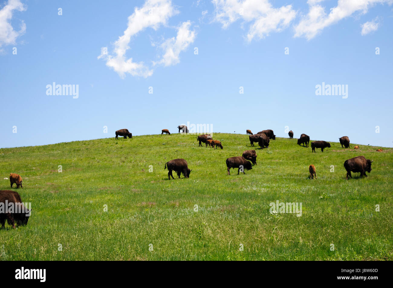 Herd of American bison (Bison bison) grazing, Wind Cave National Park ...