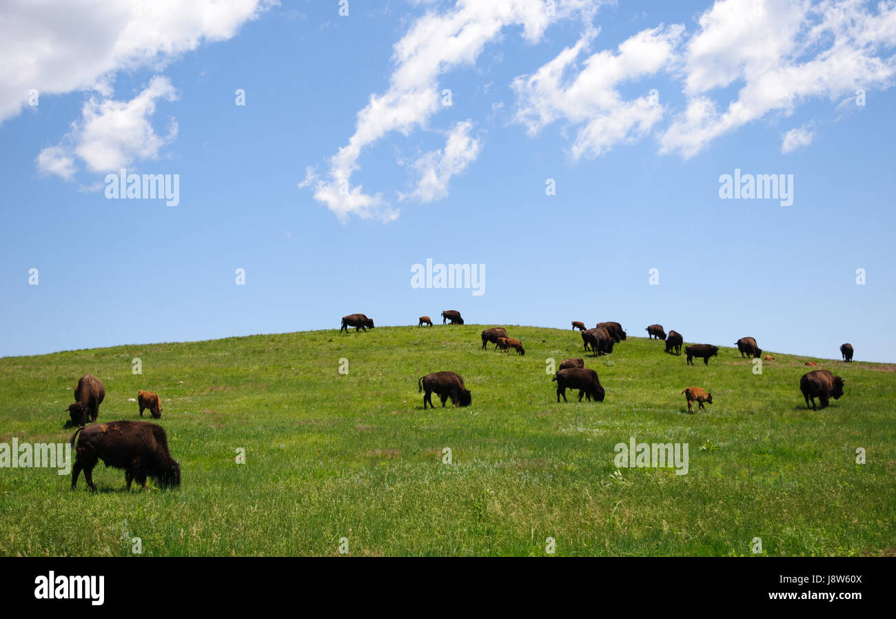 American bison (Bison bison) grazing, Wind Cave National Park, South ...