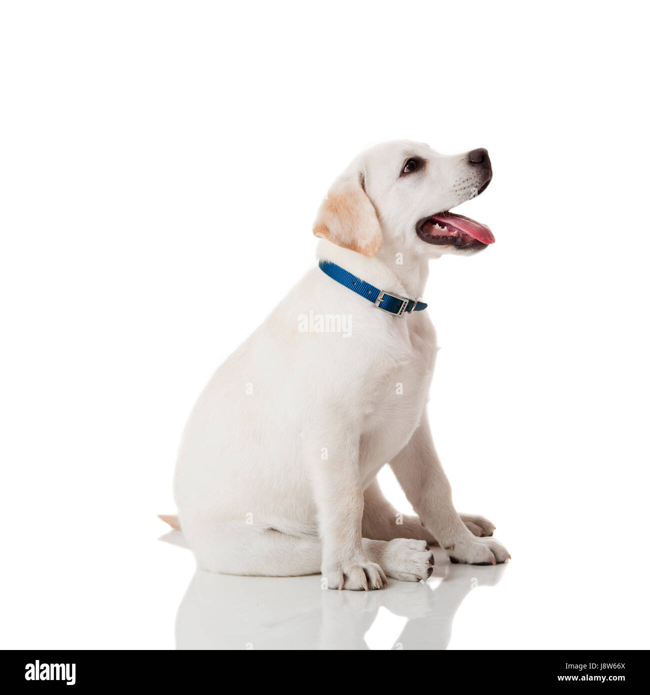 pet, dog, puppy, isolate, put, sitting, sit, young, younger, labrador ...